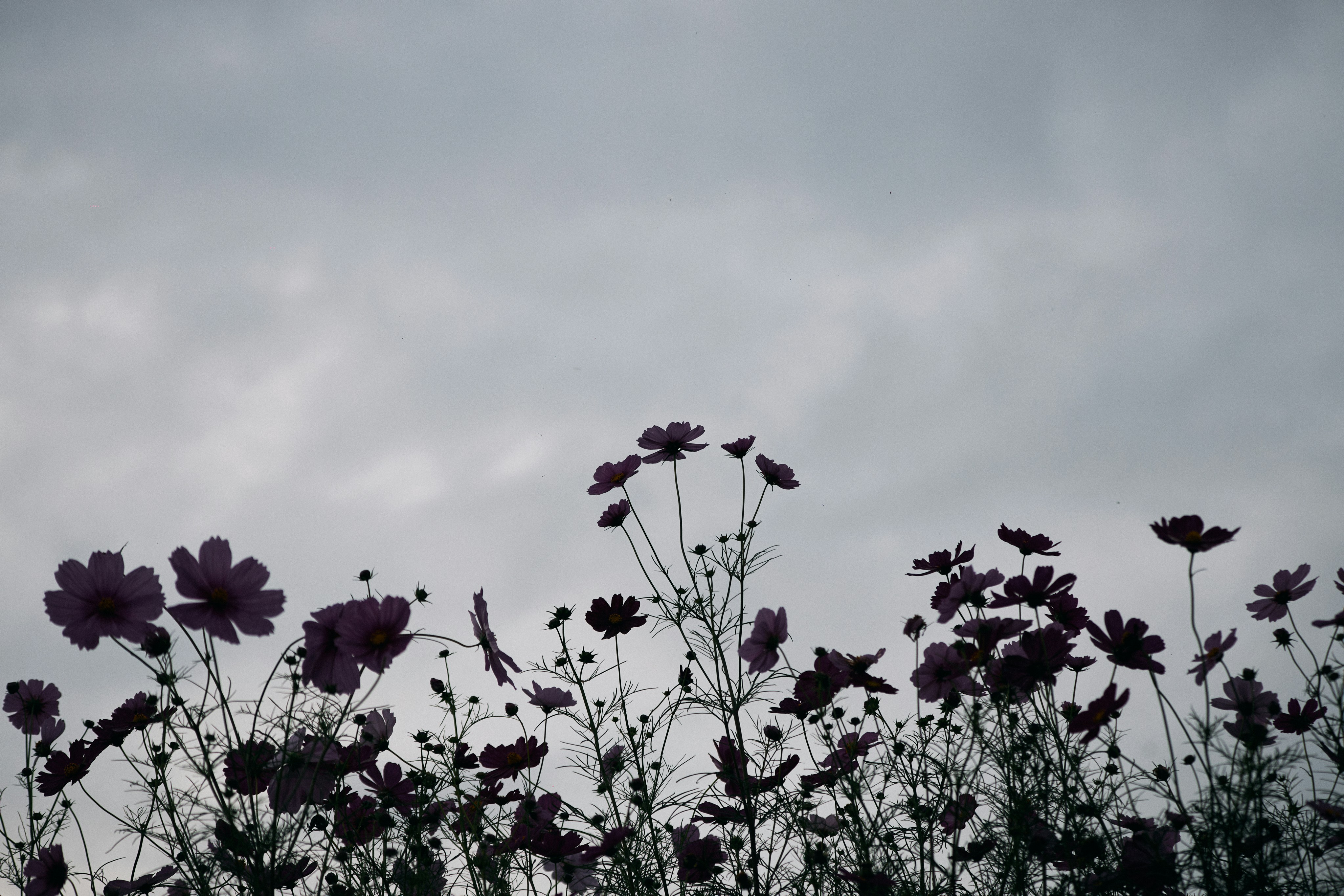 Photo by Tsuyoshi Kozu with Canon EOS R