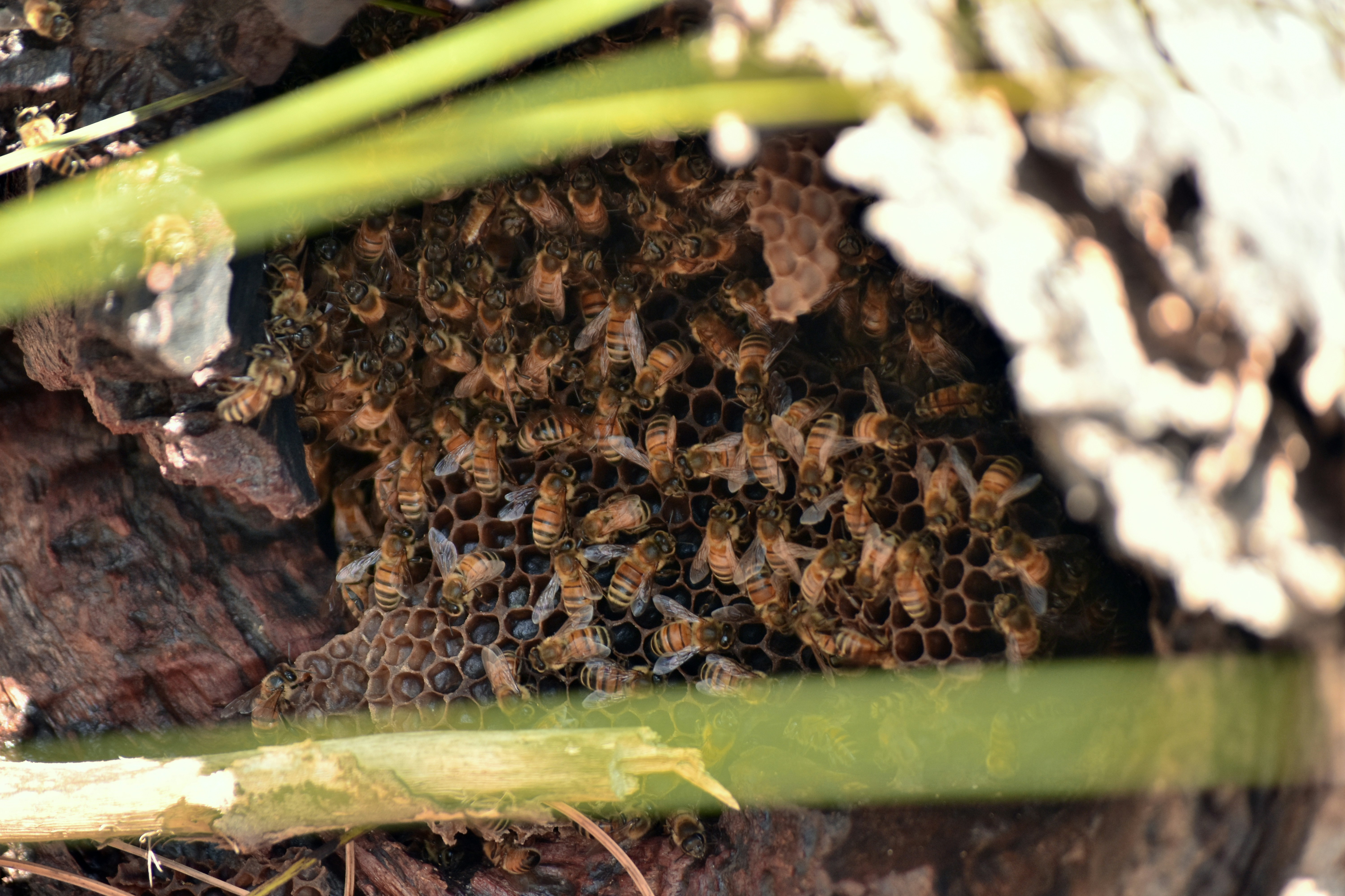 Honeycomb Secrets: A Close-Quarter Look into a Bee Wax Cell Ensemble