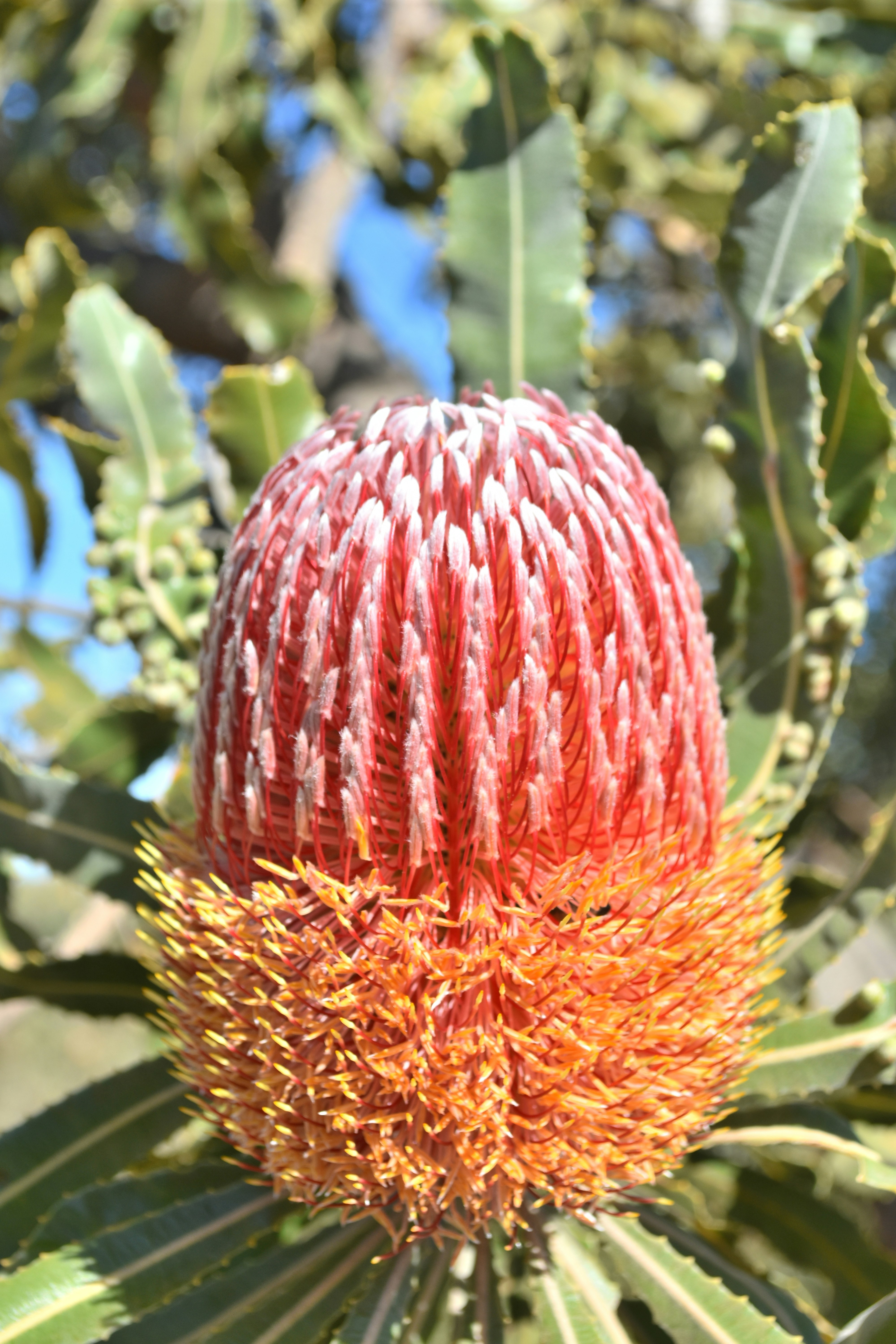 Protean Bloom: The Banksia's Red Crown Emerging from Green Foliage