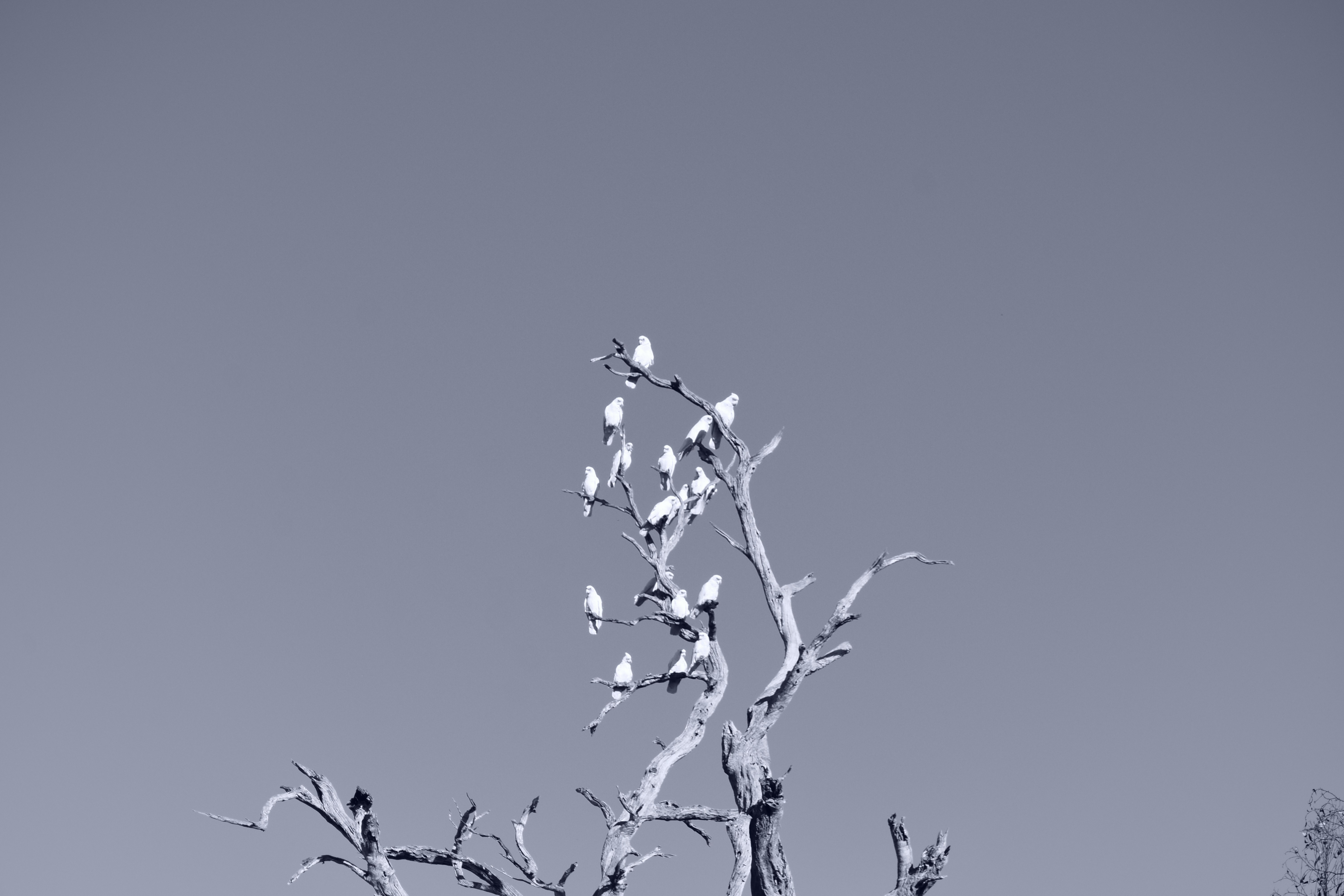 Winter's Quiet Silhouette: A Gnarled Branch Reaching Toward a Pale Sky