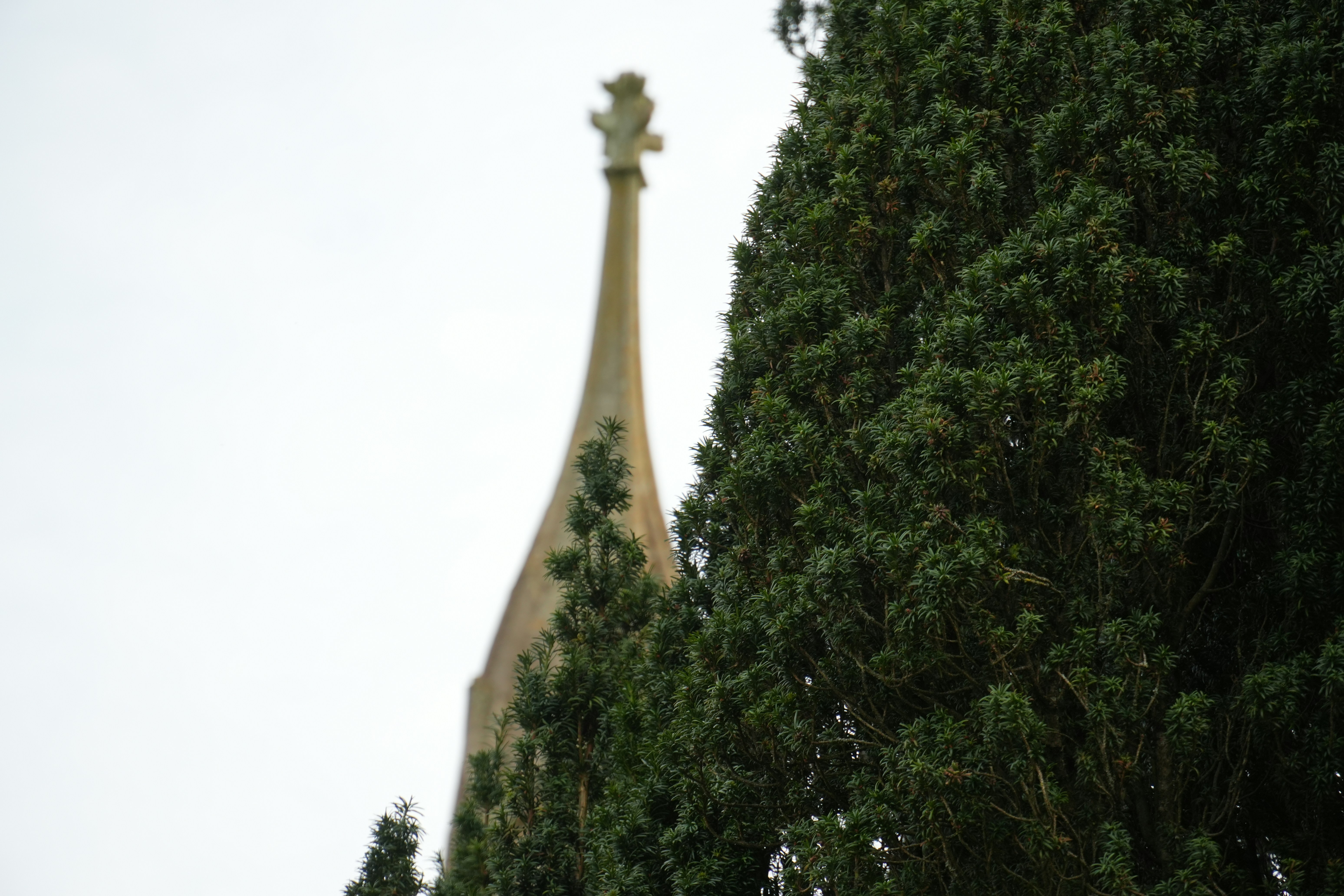 Spire and Cedar: Hidden Peak peeking through the evergreens