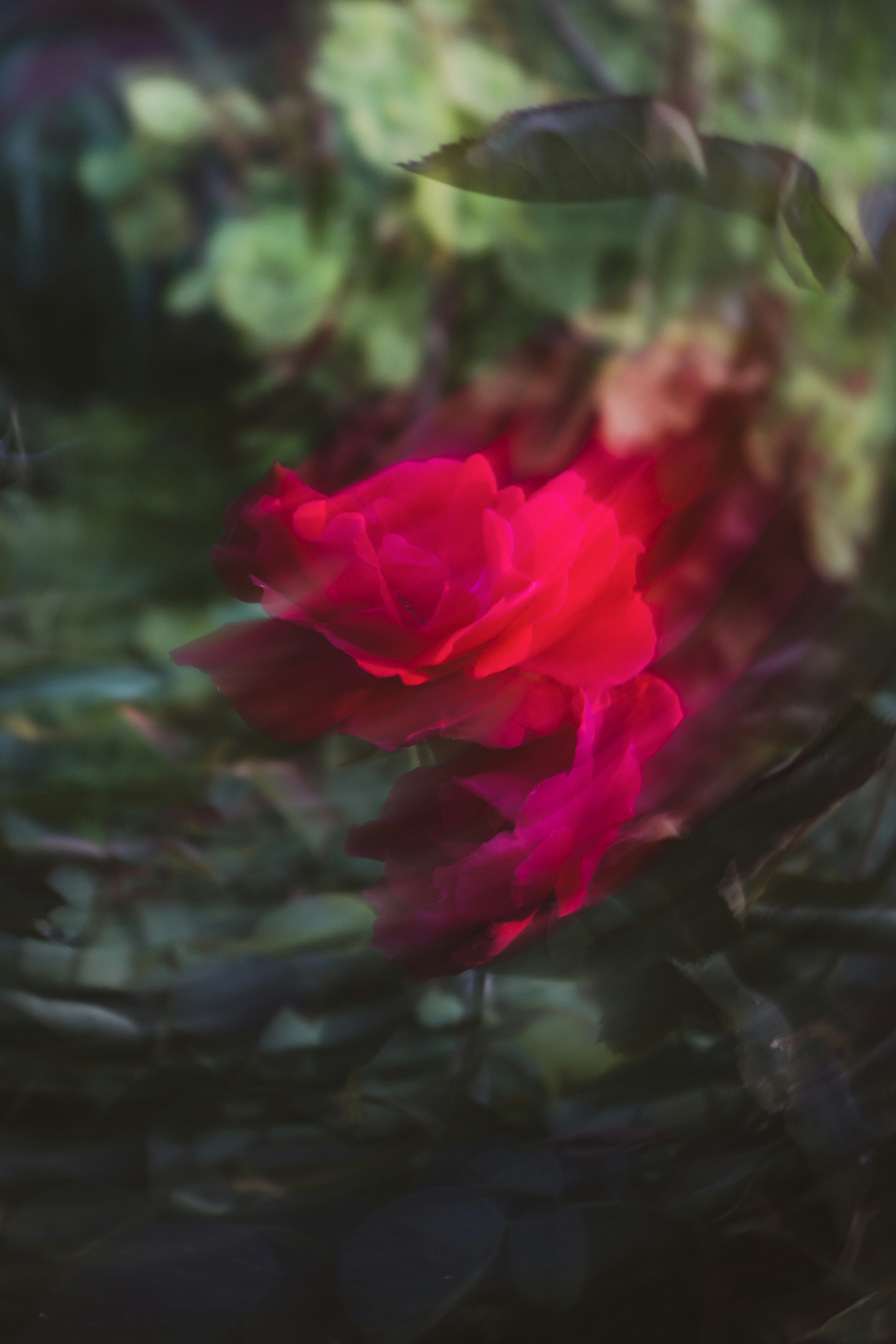 Red Rose in Quiet Blur: A Soft Focus Garden Moment