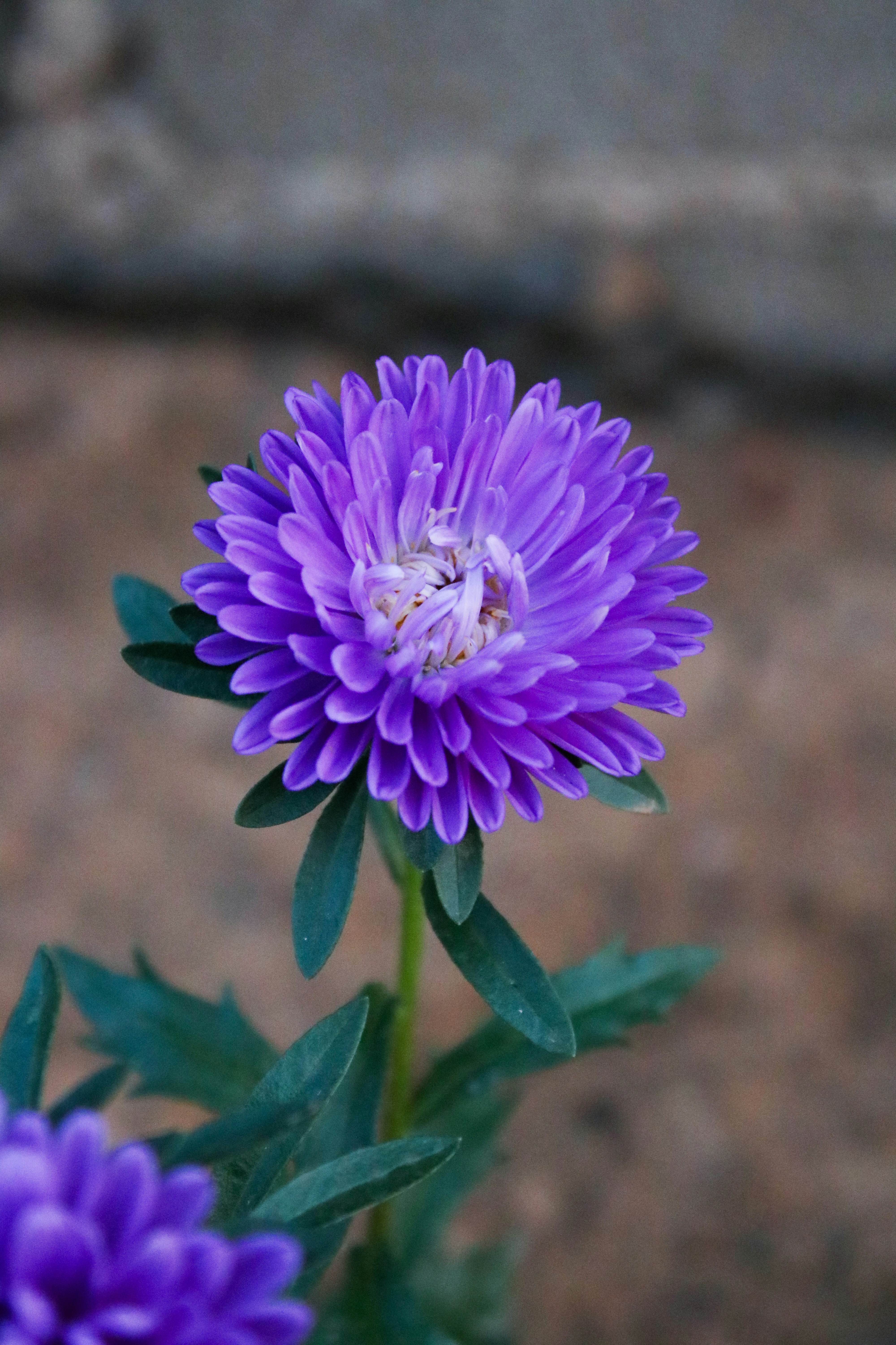 Purple Blossom Spotlight: A Single Stem in Sharp Focus