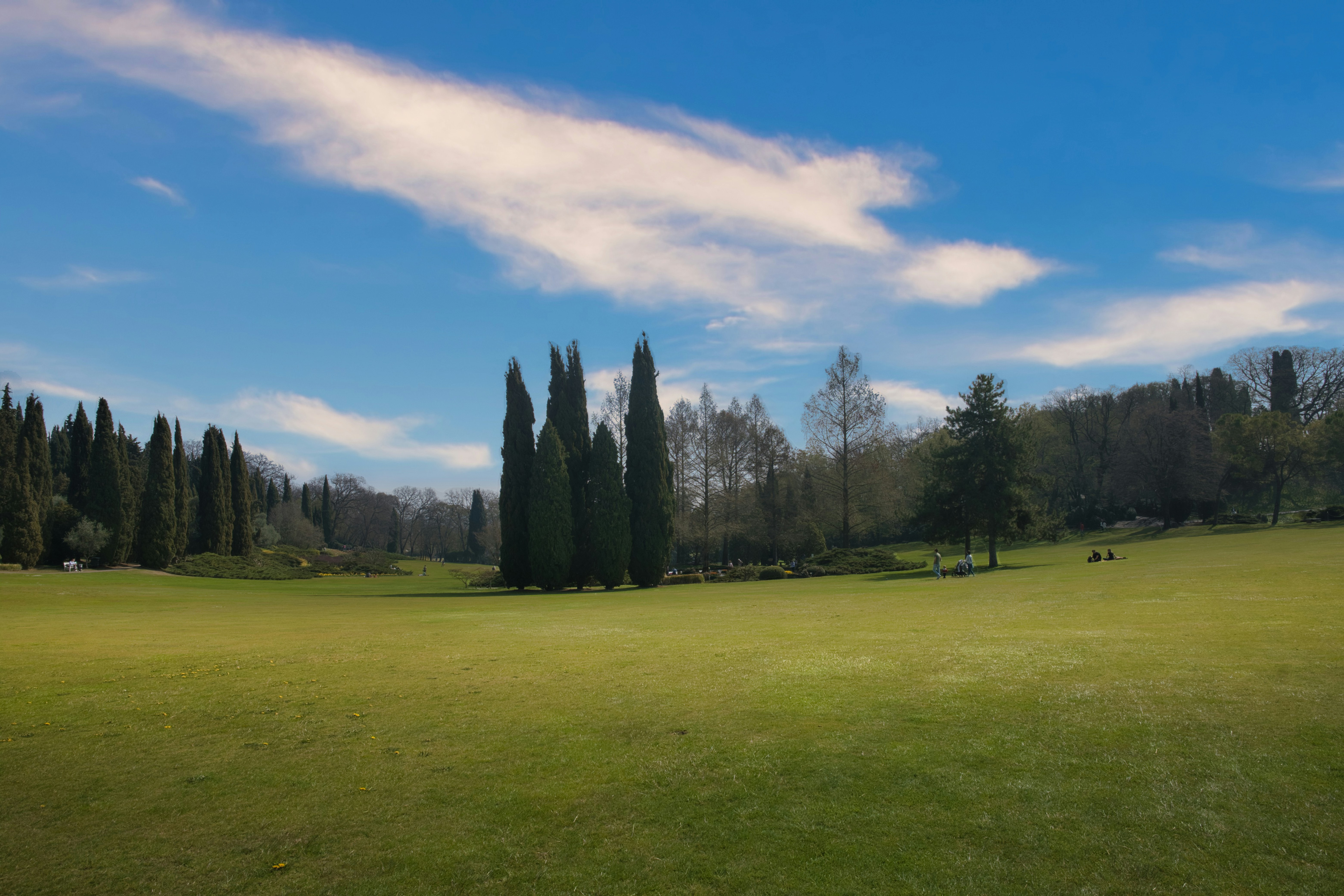 Serene Atlantic Park: Row of Tall Cypress Beneath a Wide Blue Sky