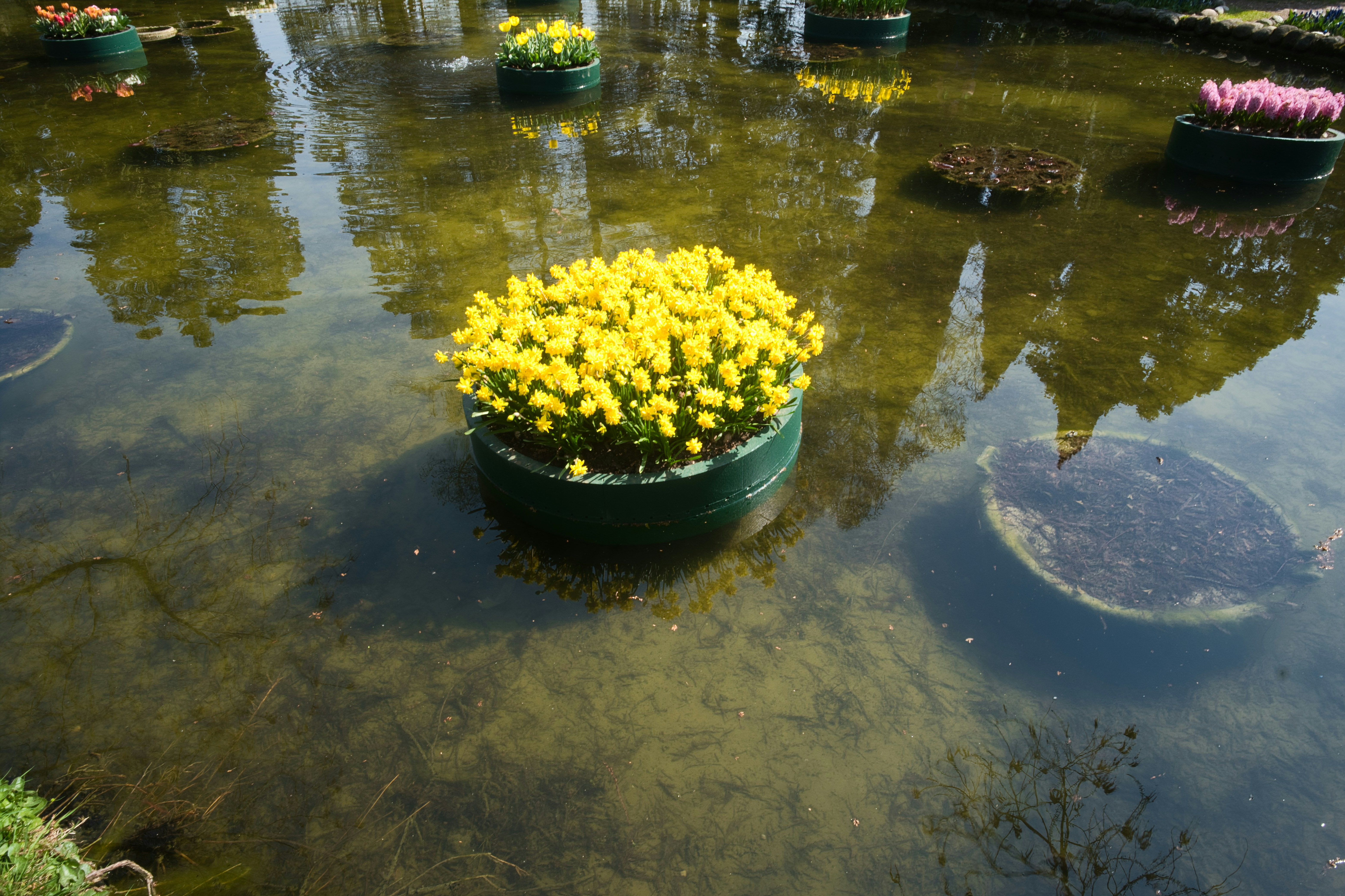 Floating Hives of Gold: A Cluster of Yellow Blooms in a Water Garden