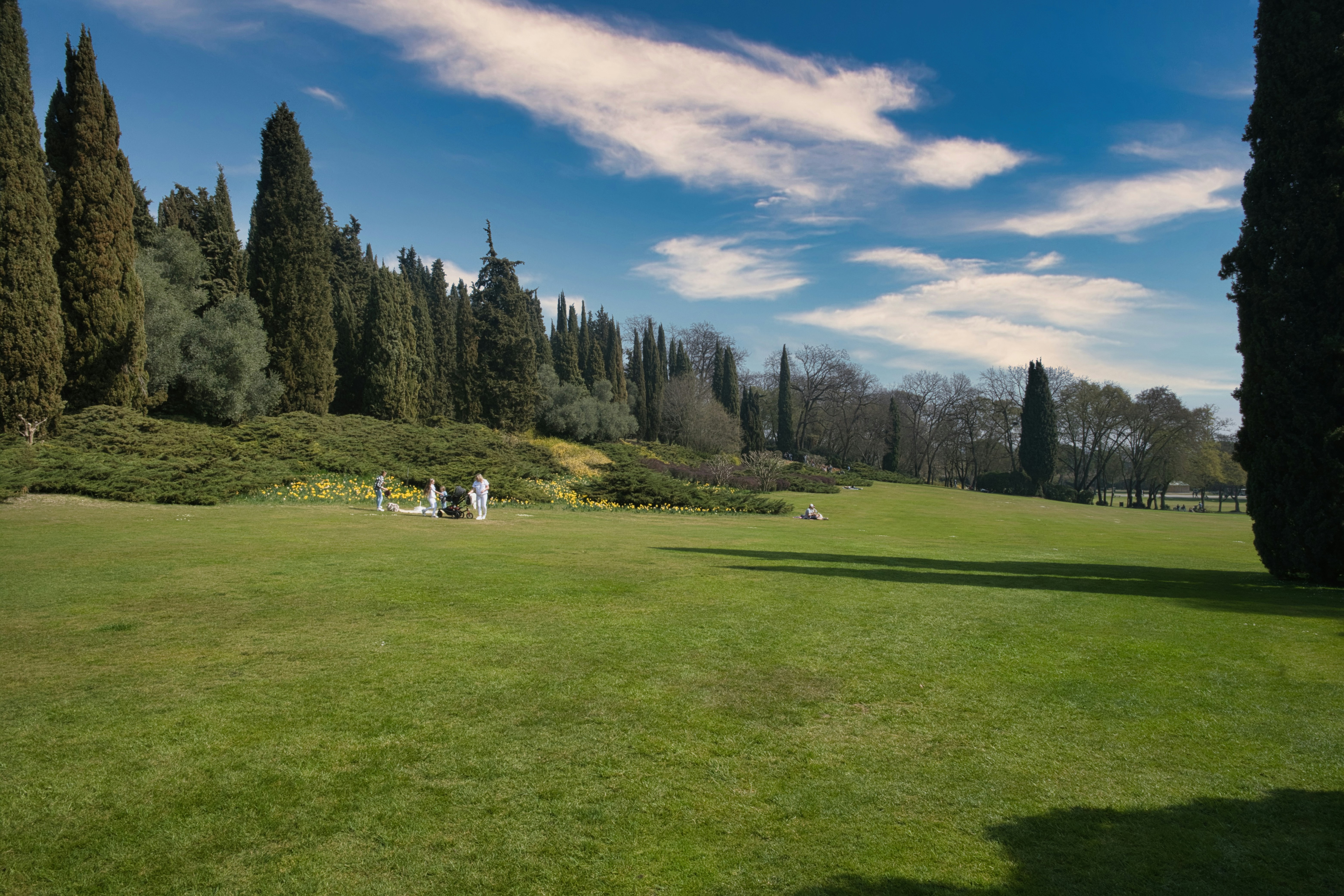 Lawn Secrets: A Quiet Gathering Under The Cypress Canopies