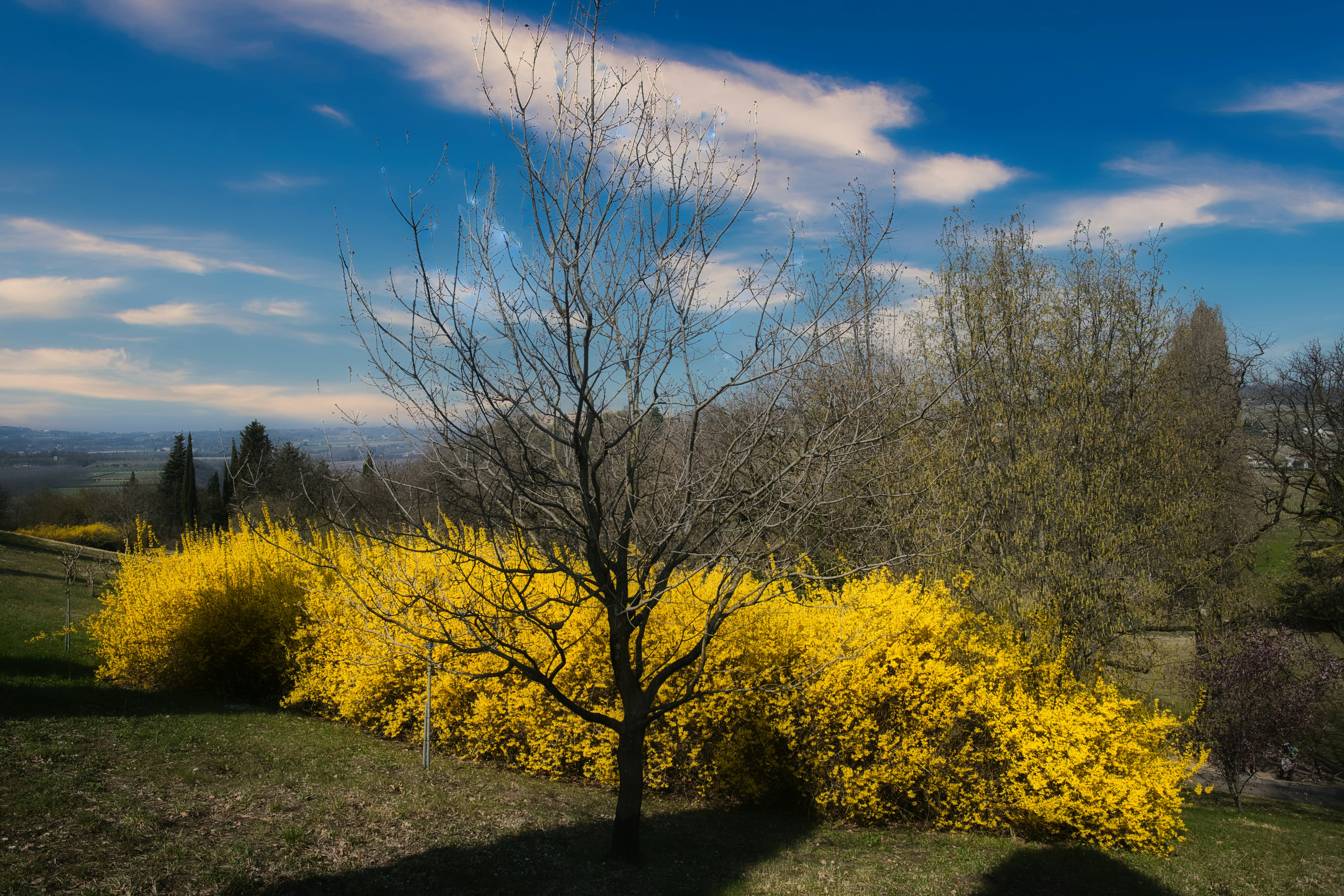 Spring Silhouette: The Central Tree Beneath a Vivid Yellow Bloom