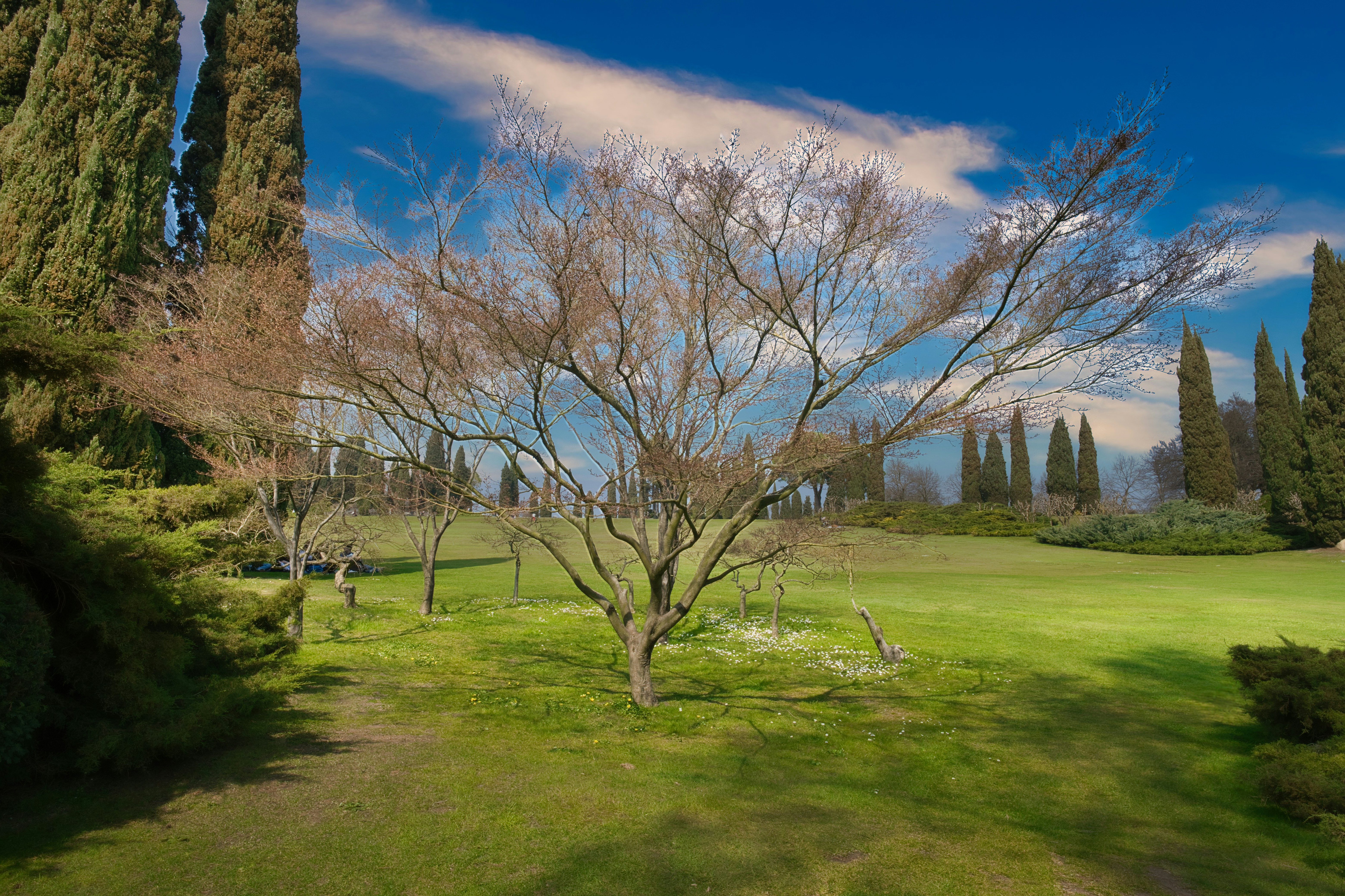 Lone tree centerpiece in sunlit parkscape