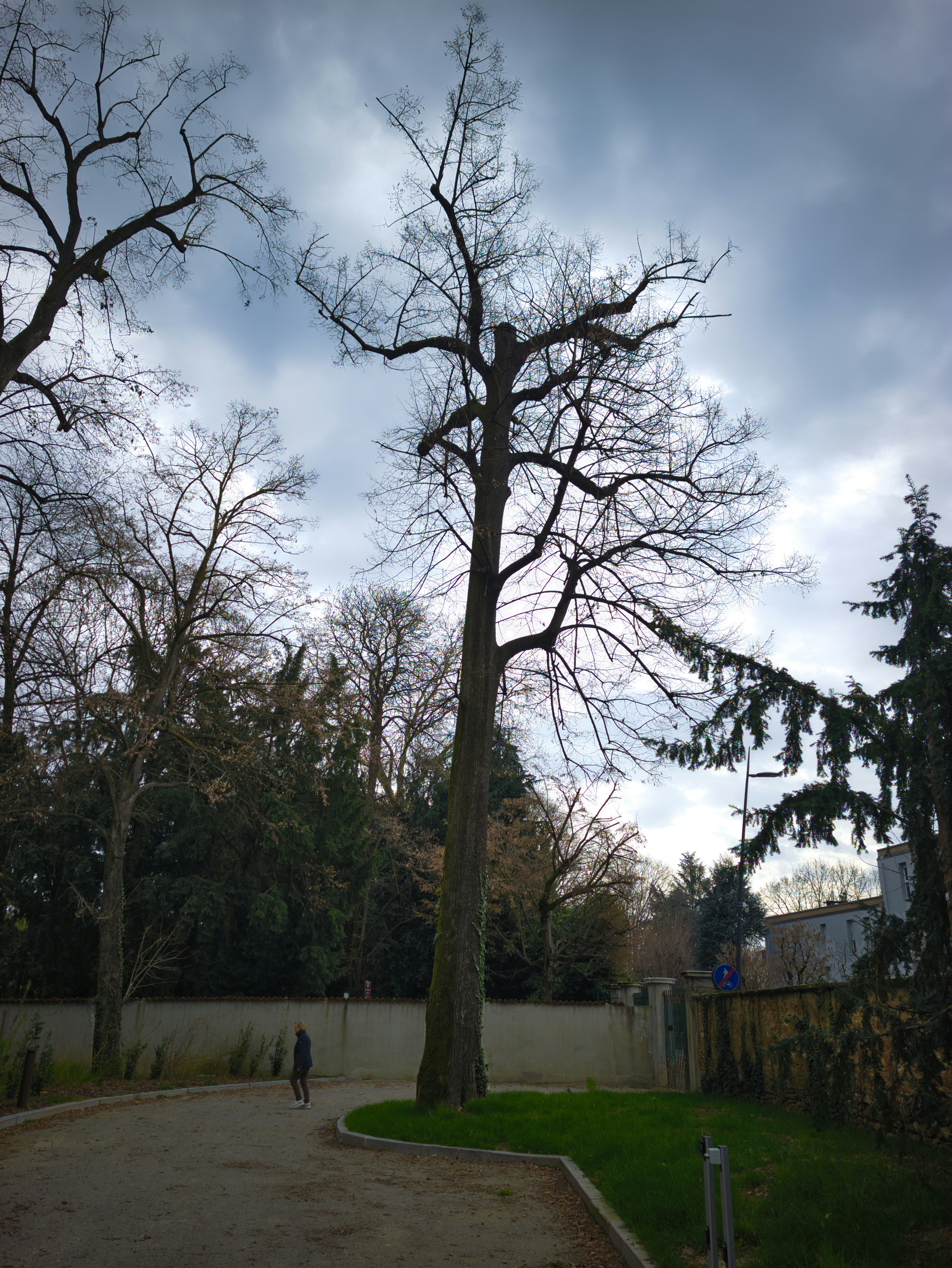 Tall Sentinel: A Bare Branch Reaches Toward a Stormy Sky