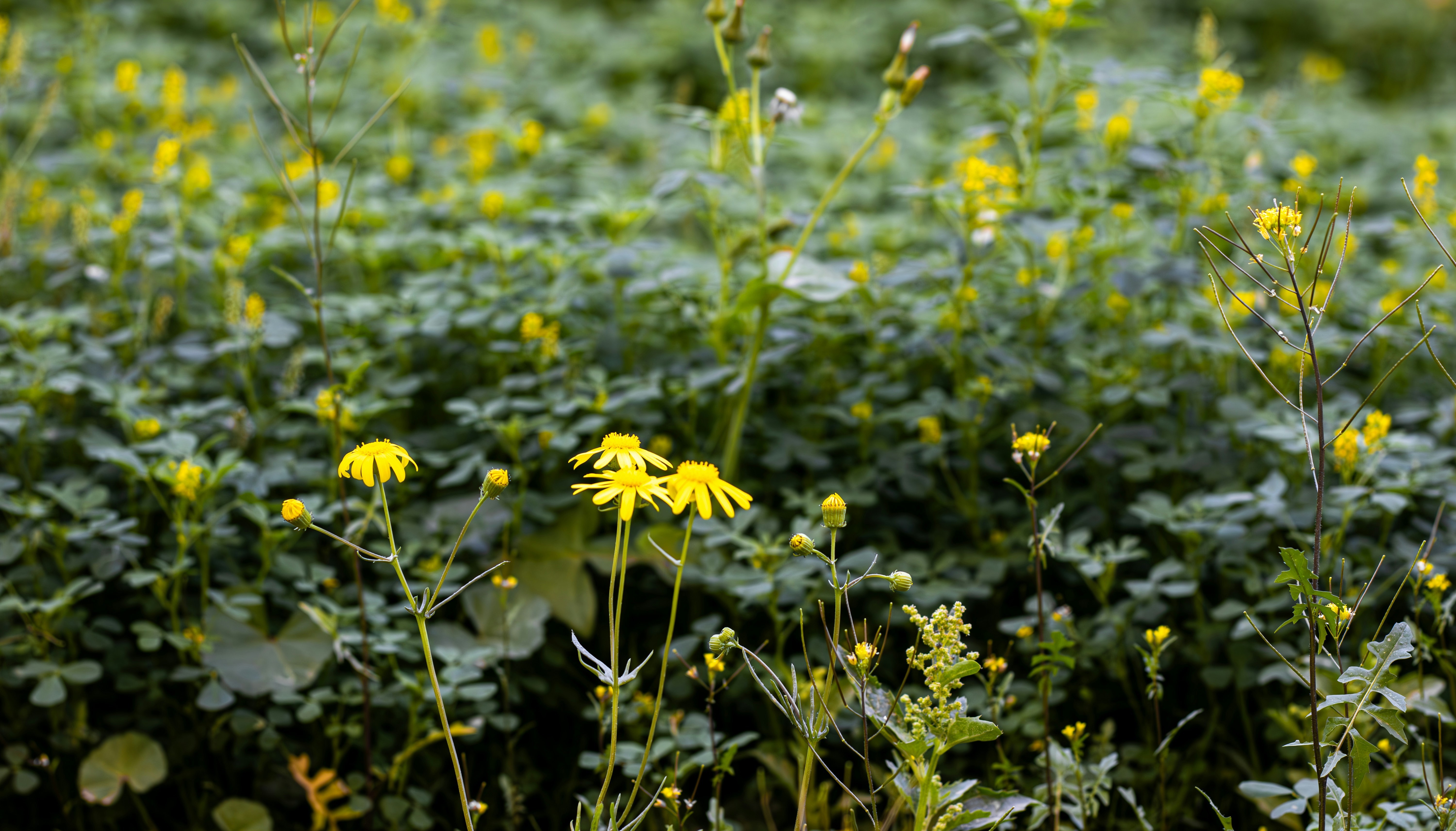 Golden Meadow: Yellow Dandelions Among Greenery in Bright Field