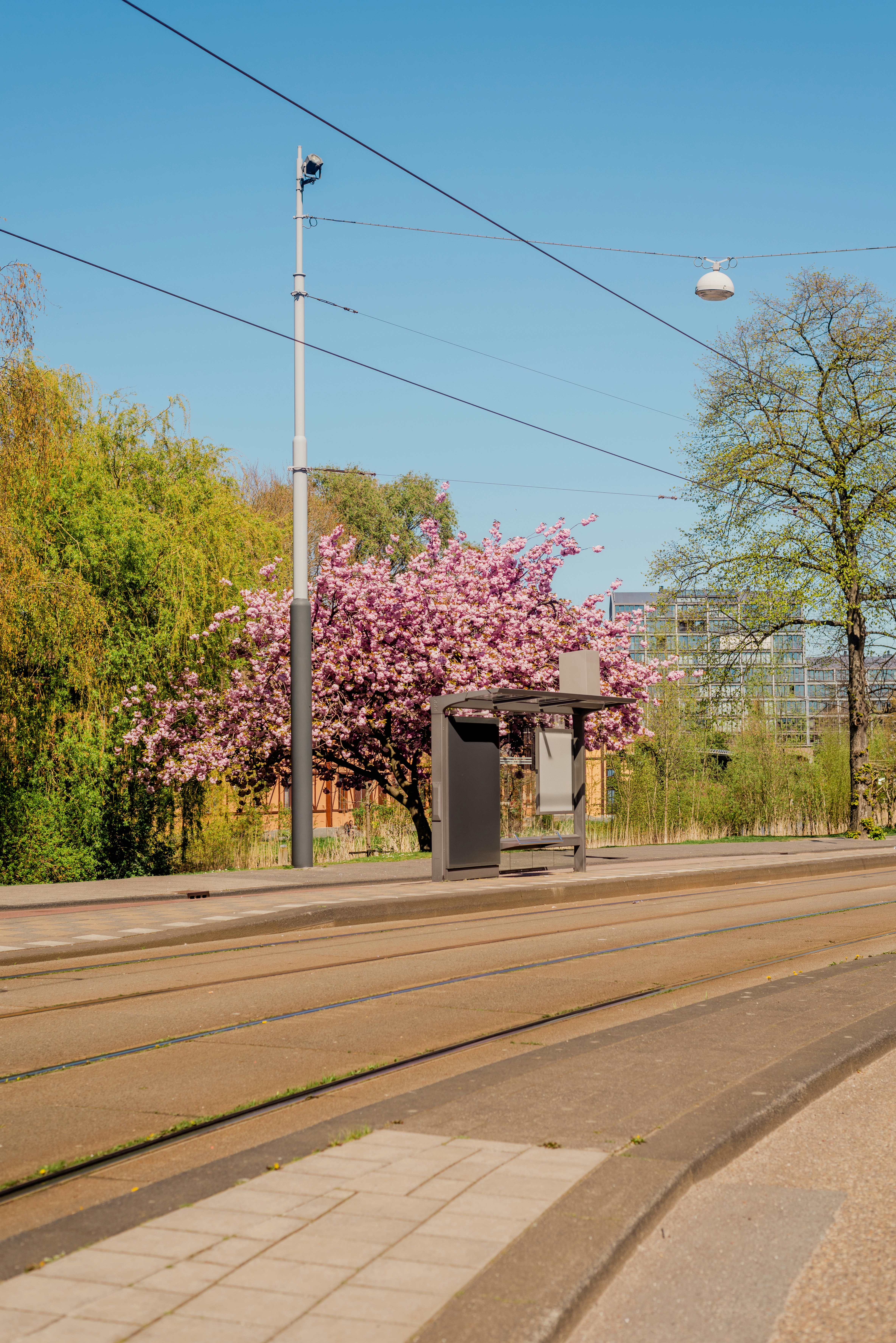 Spring Stop: Pink Blossoms at a Quiet Urban Bus Stop