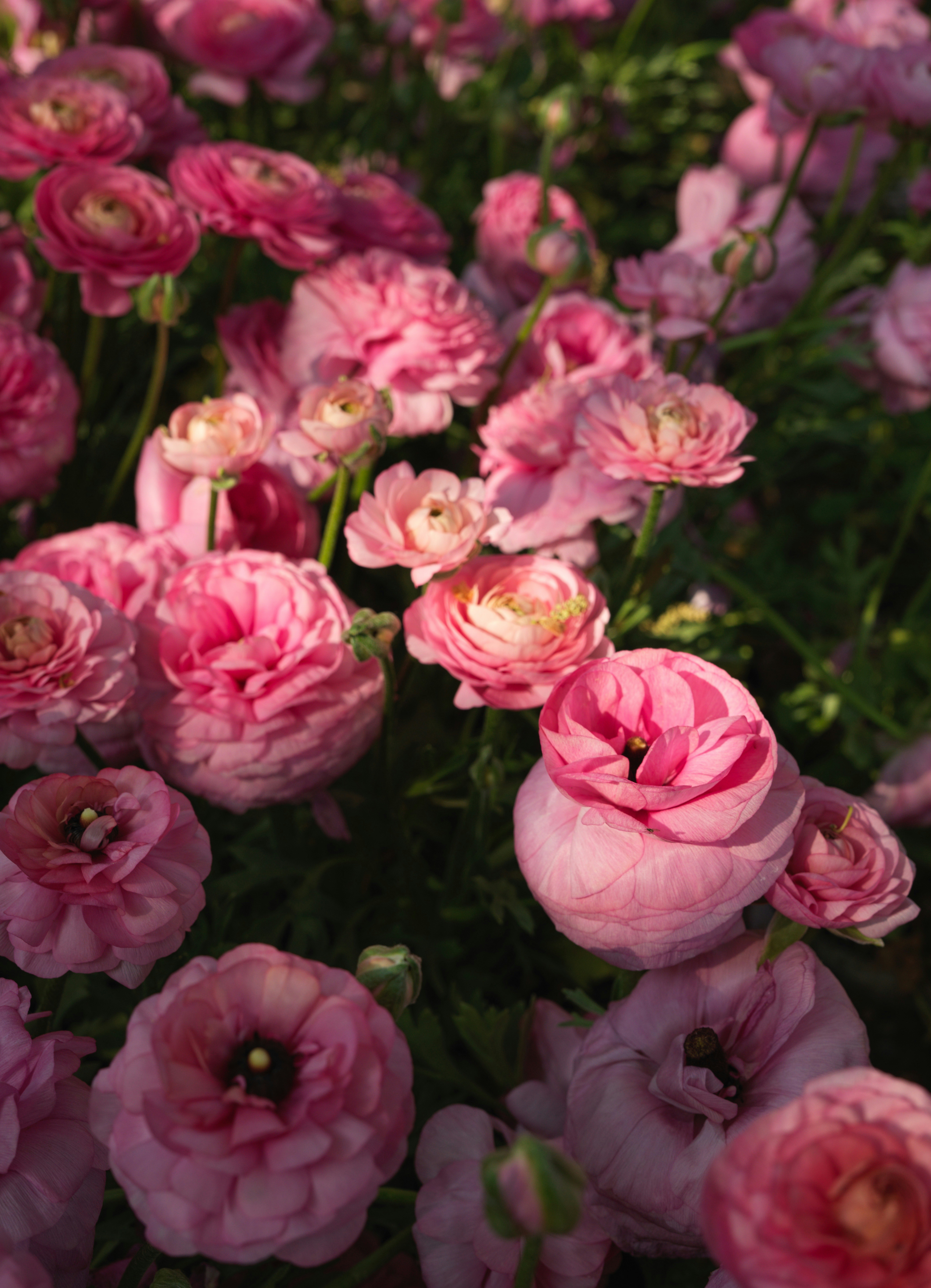 Petaled Midnight: A Sea of Pink Roses in Soft Dusk Light