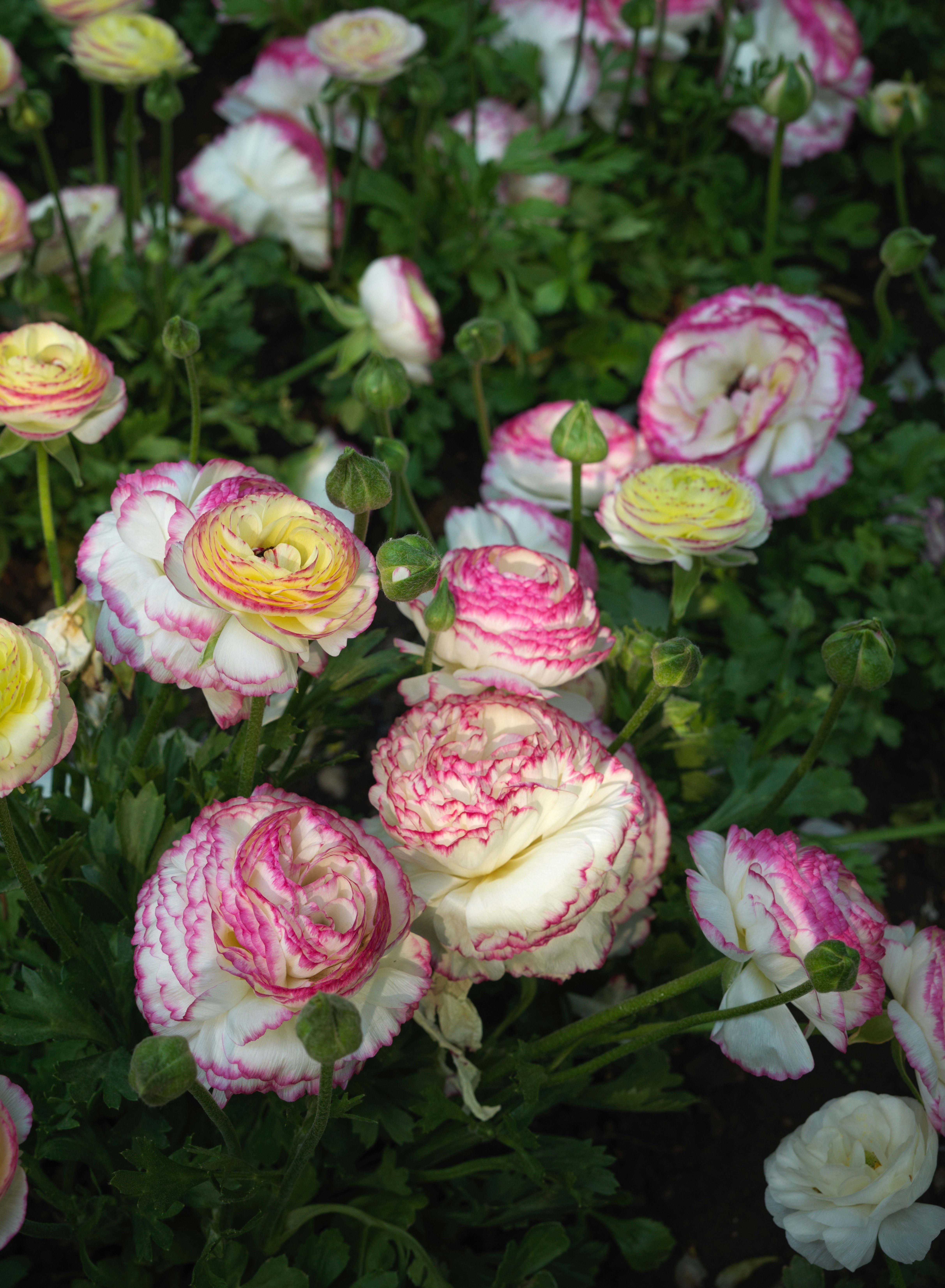 Petal Symphony: Cream and Pink Ranunculus in Bloom