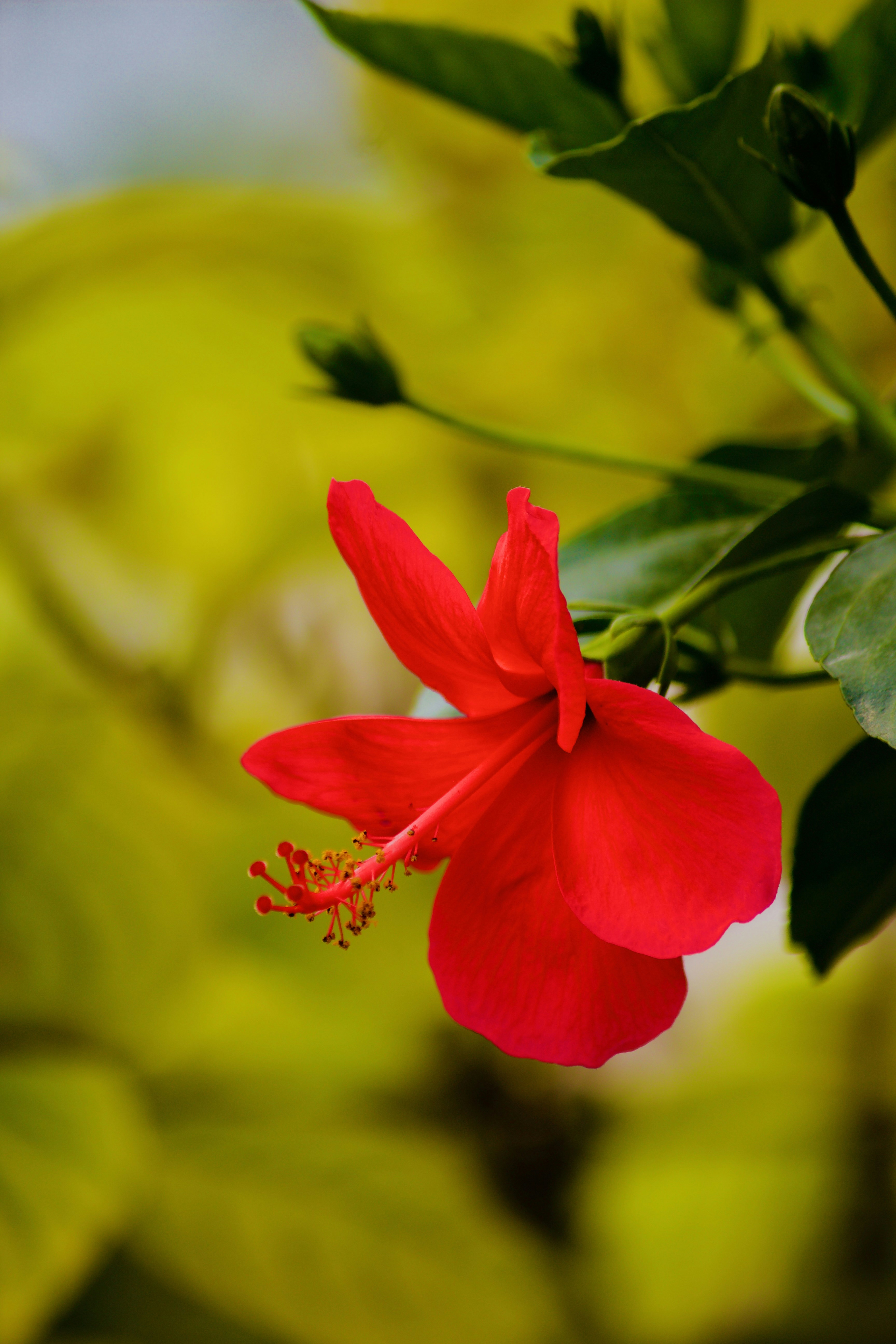 Red Hibiscus Bloom Reaching Toward the Light