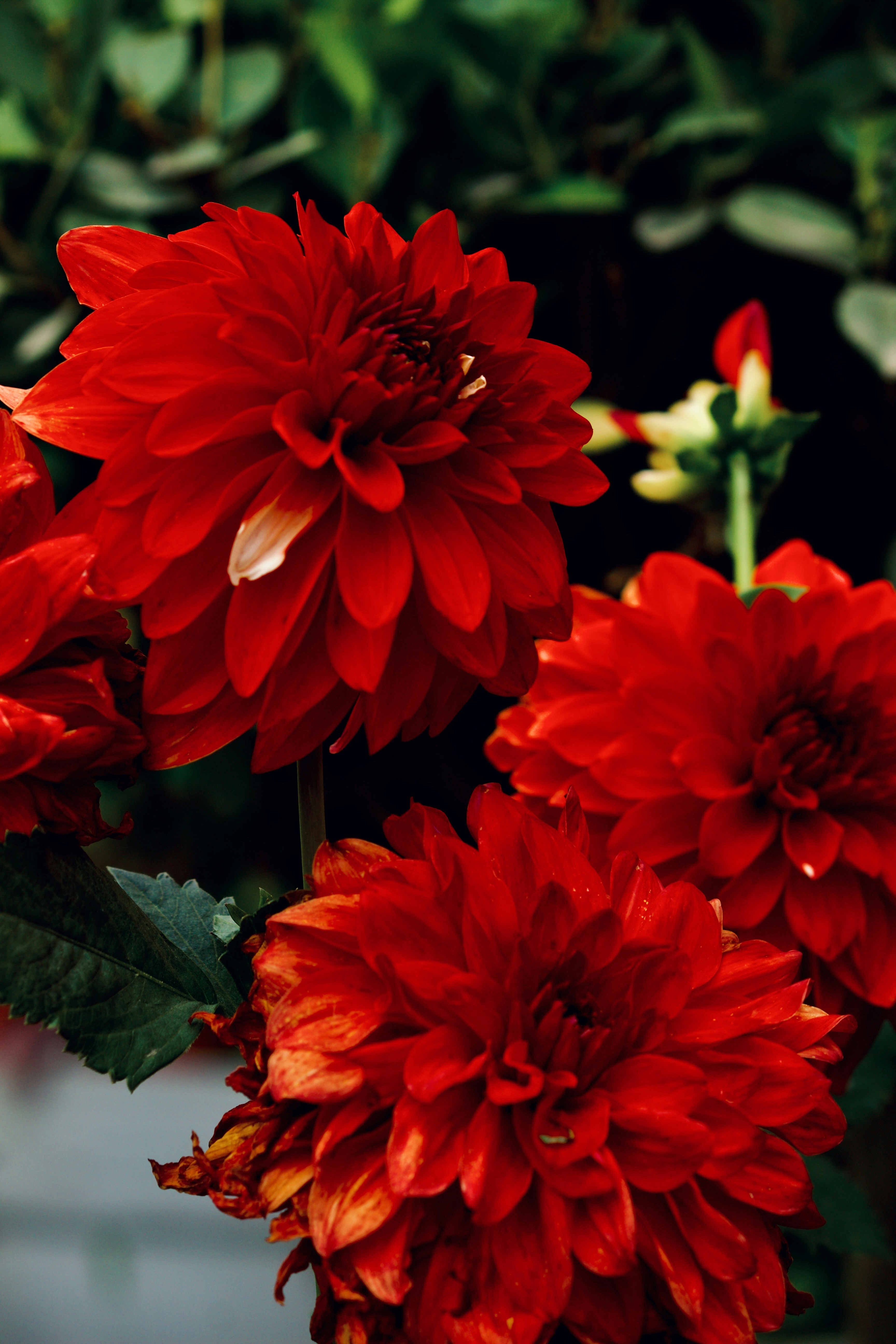 Crimson Bloom Duo: A Pair of Red Dahlias in Full Glow