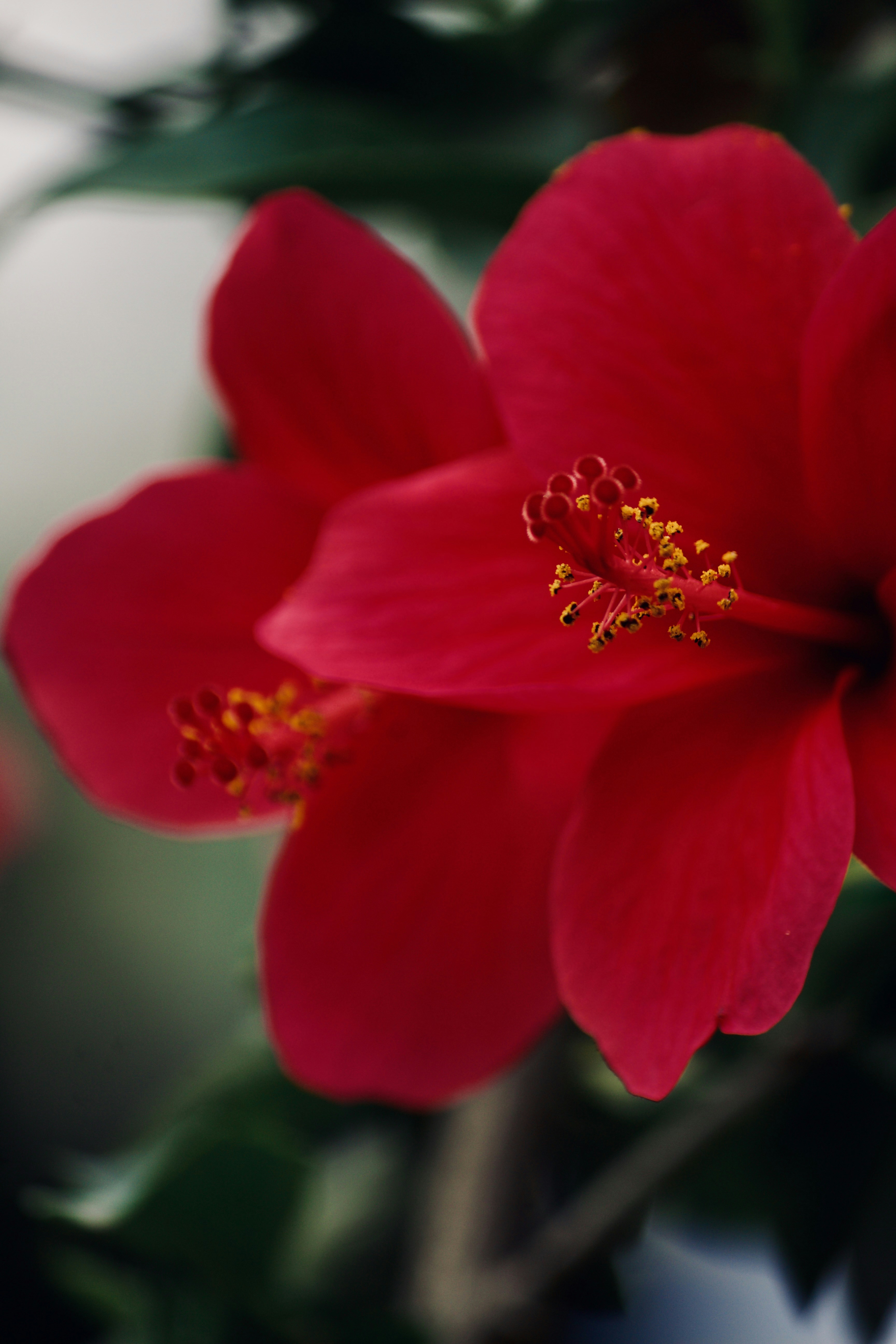 Red Hibiscus Bloom: A Close-Up of Vibrant Stamen and Velvet Petals