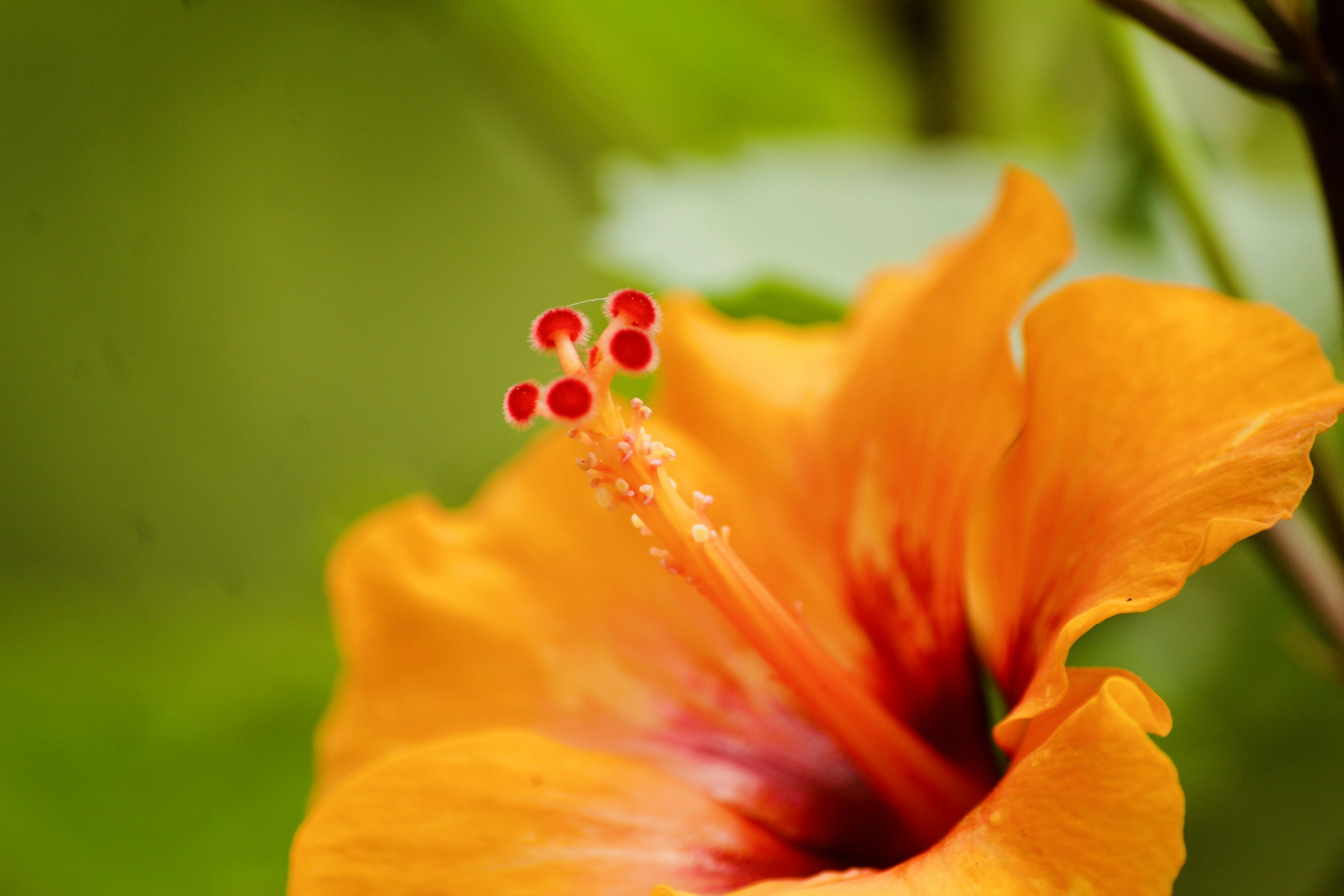Orange Hibiscus Blossom: A Streak of Sunlit Petals
