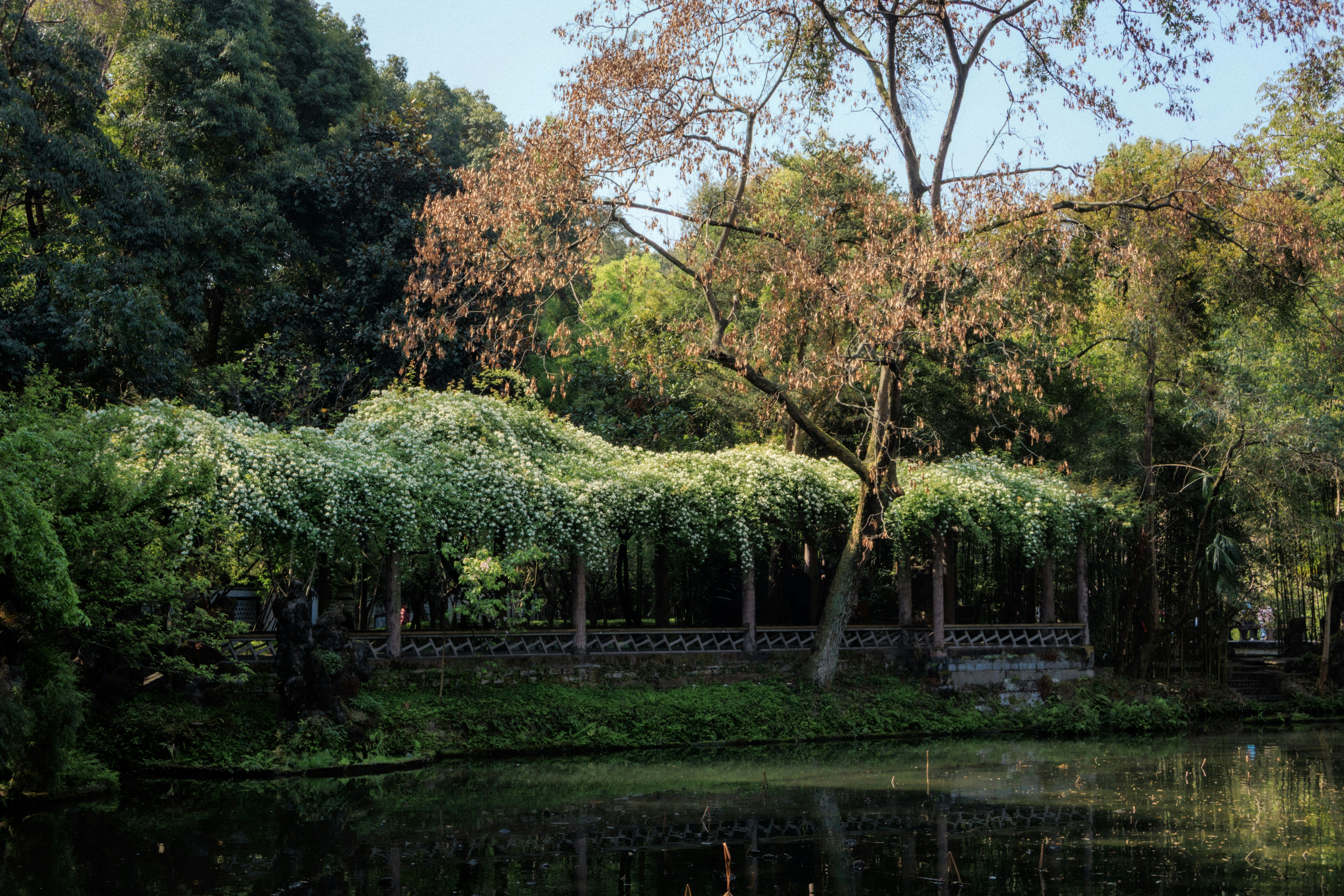 Shy Trees Over a Quiet Pond