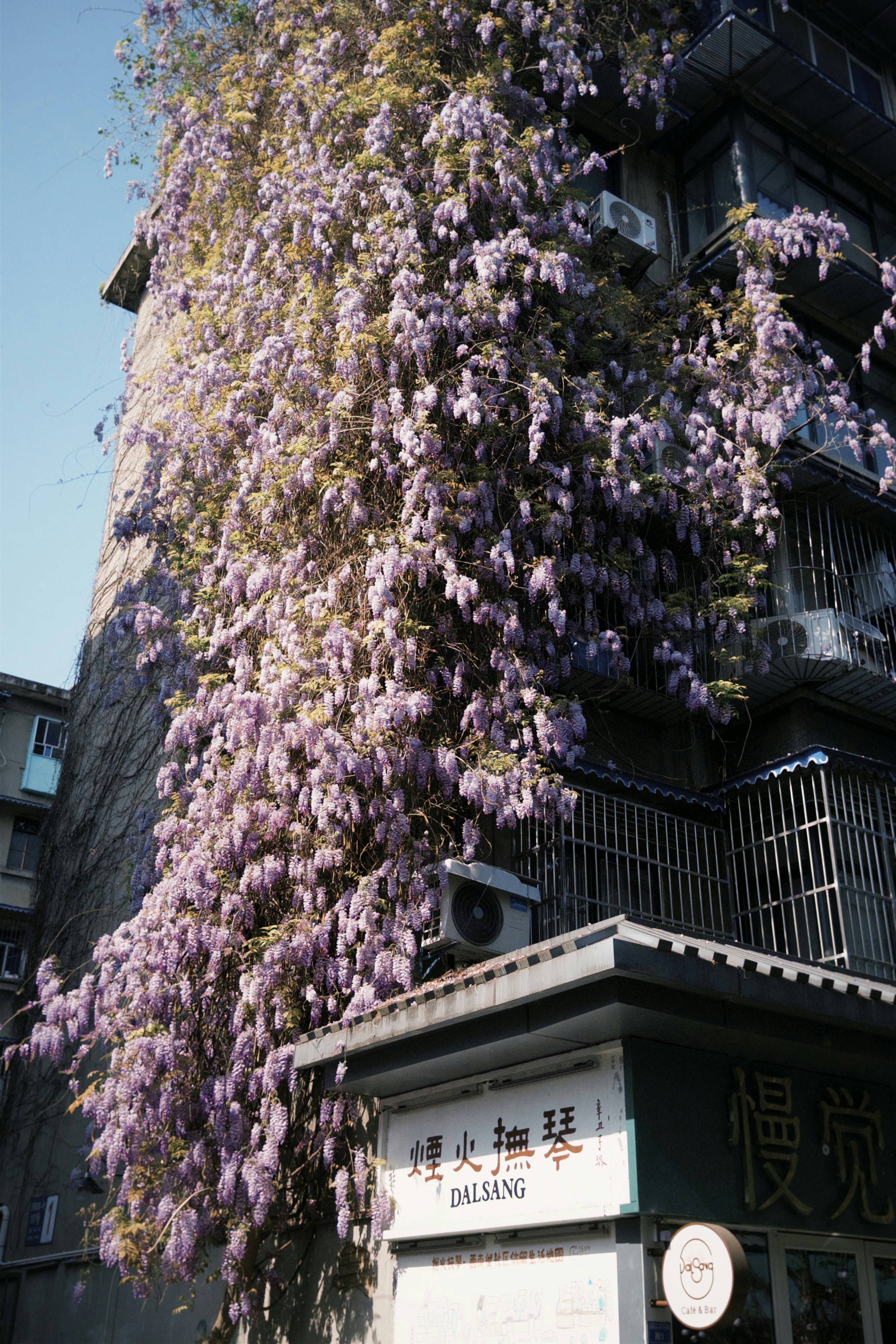 Cascade of Lilac on a Multistory Urban Facade