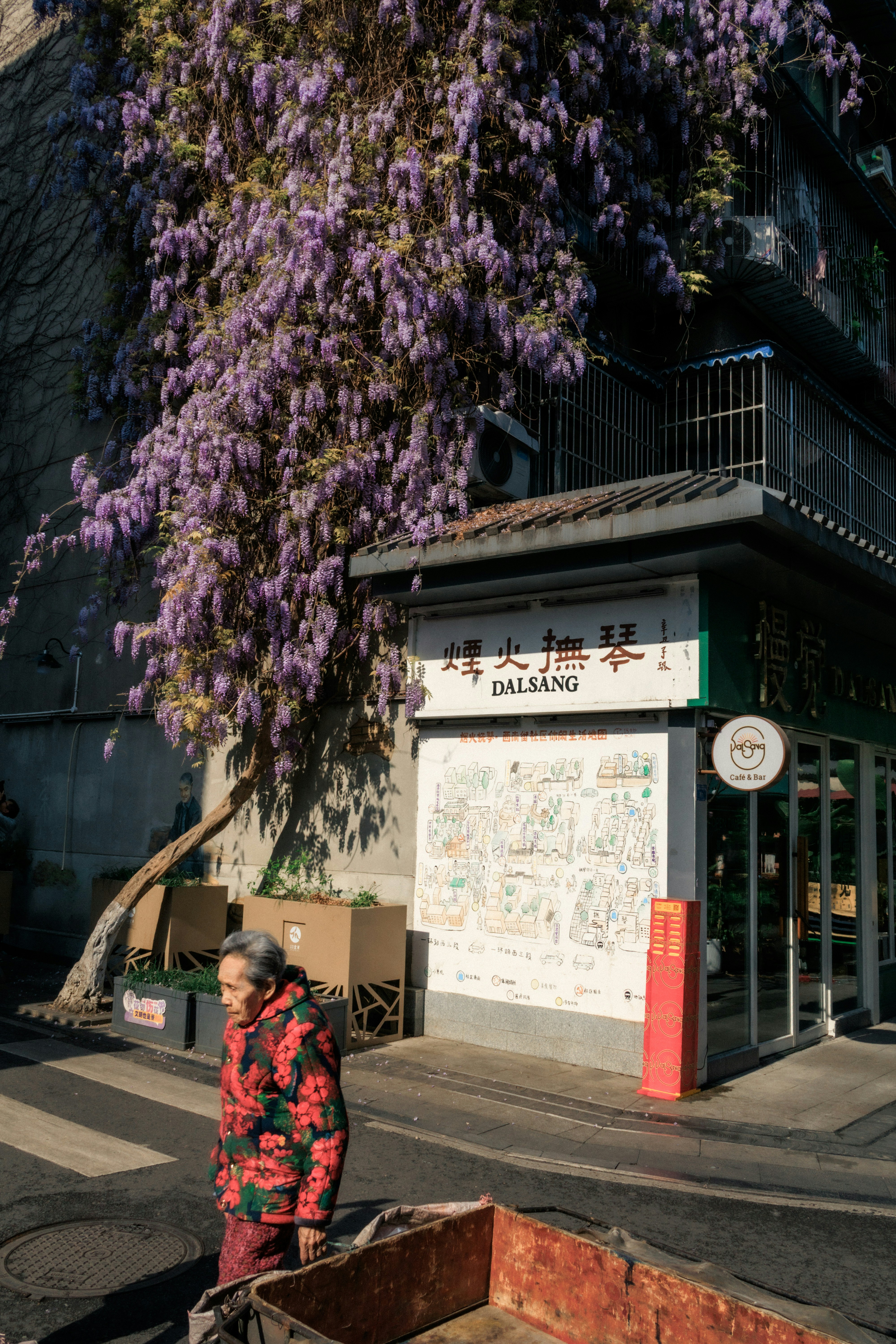 Wisteria Overhang Over a Quiet Street Corner