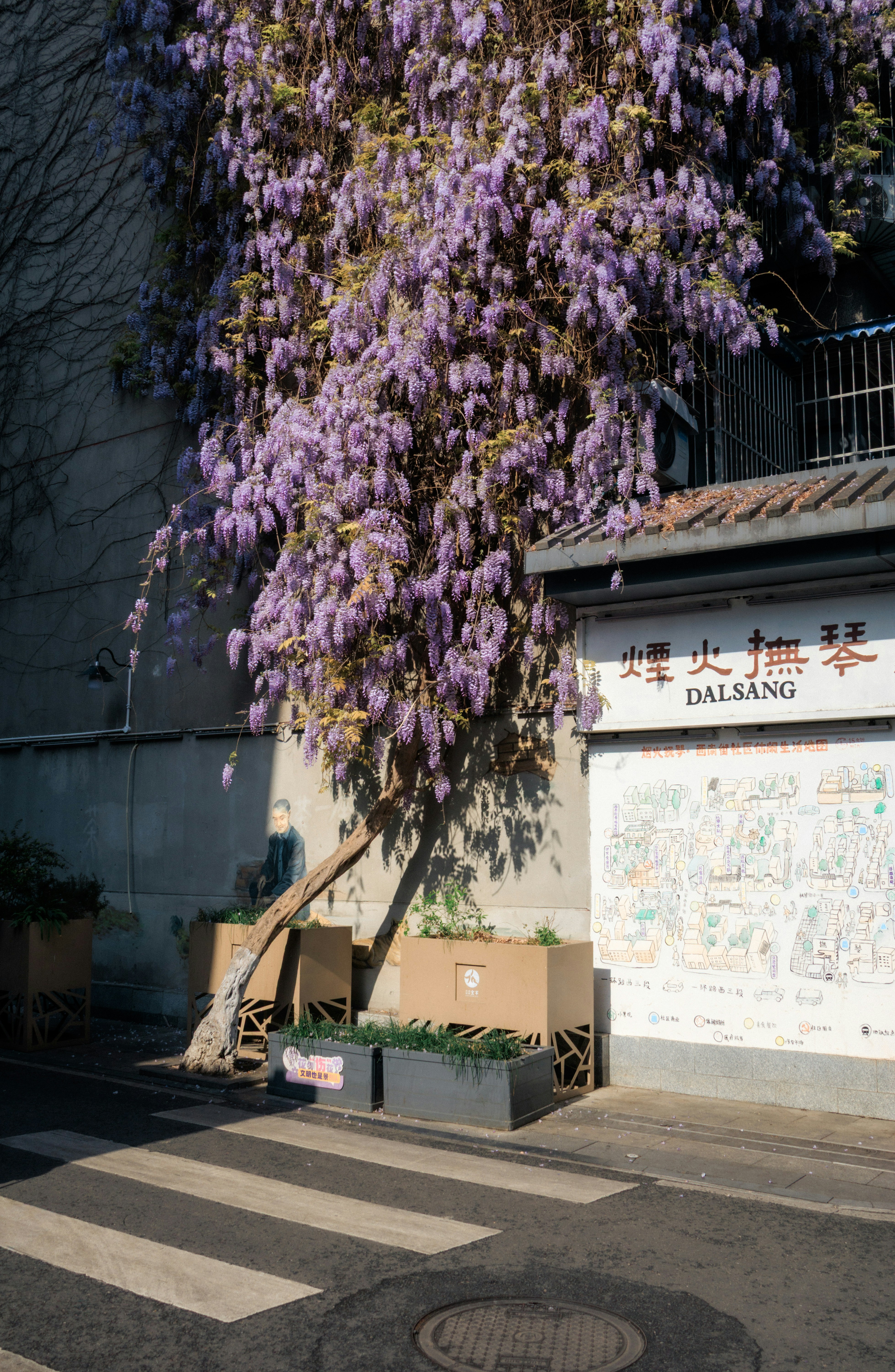 Purple Cascade Over the Poster Wall