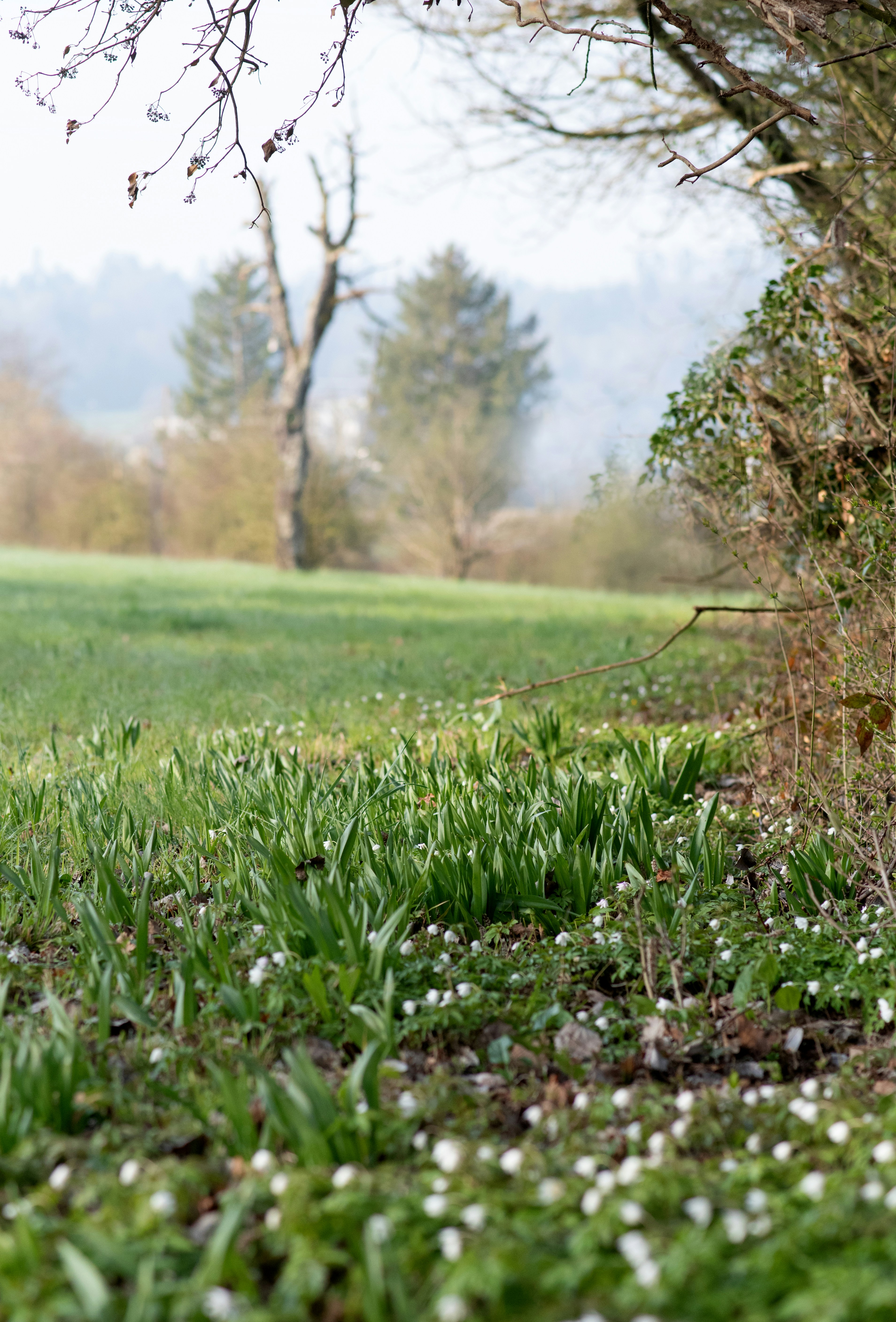 Emerging Spring at the Edge of the Orchard