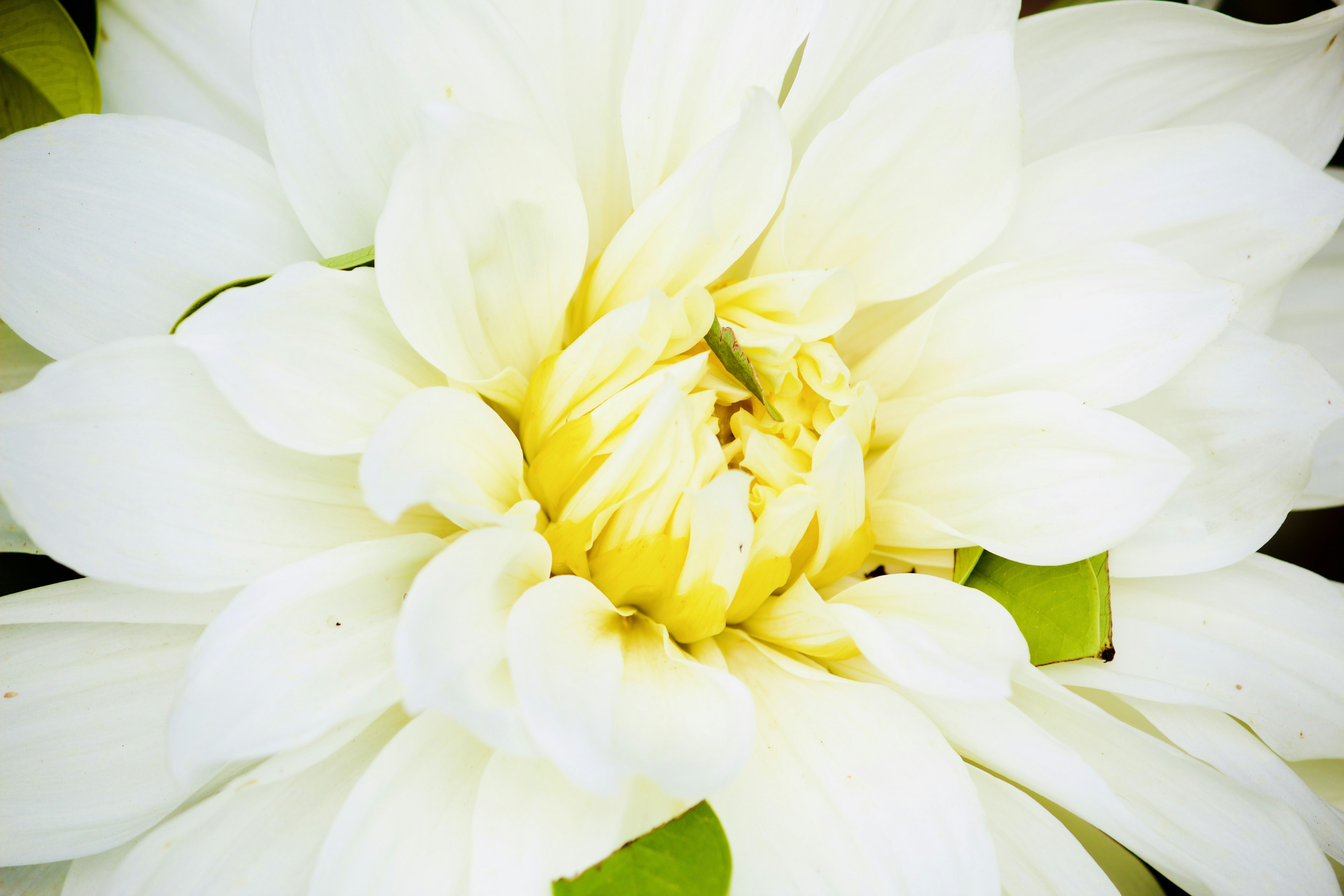 Soft Radiance: A Close-Up Bloom in Creamy White