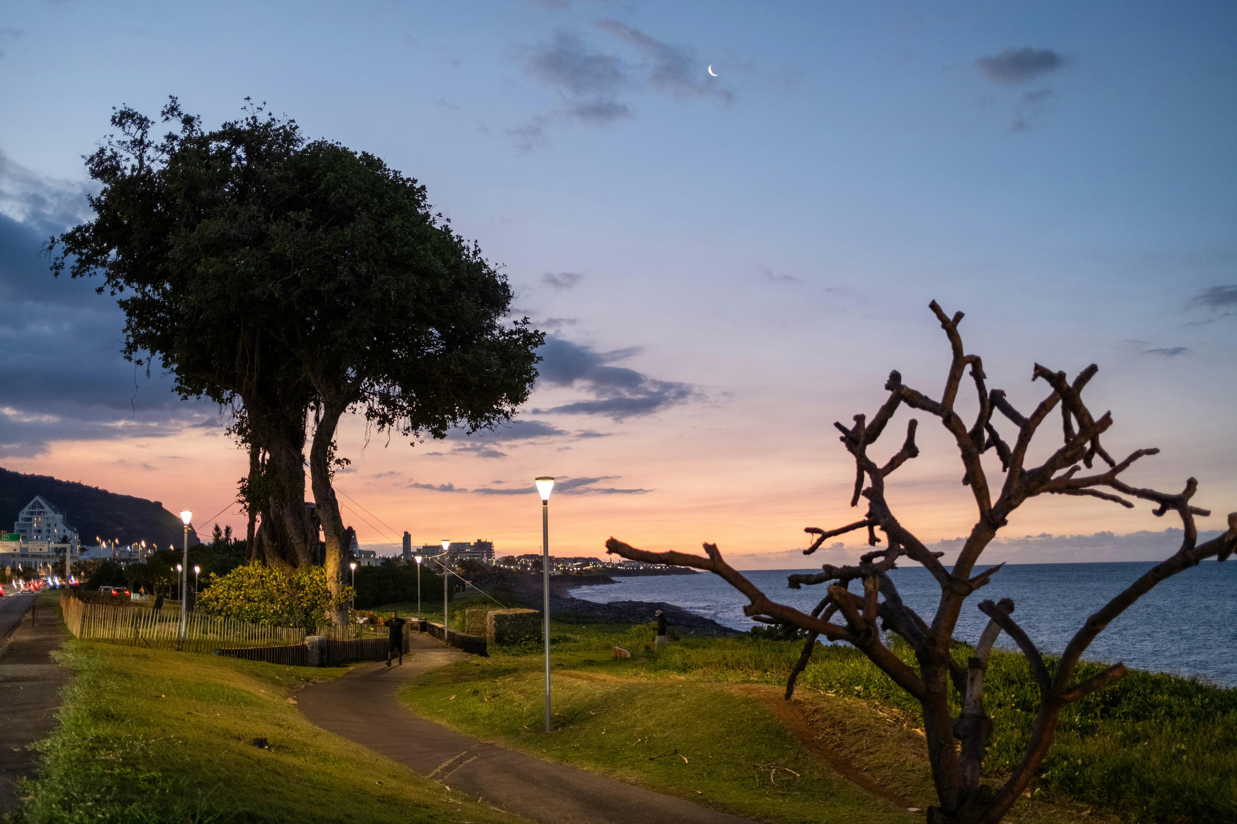 Twilight Promenade by the Sea with Sculpted Trees
