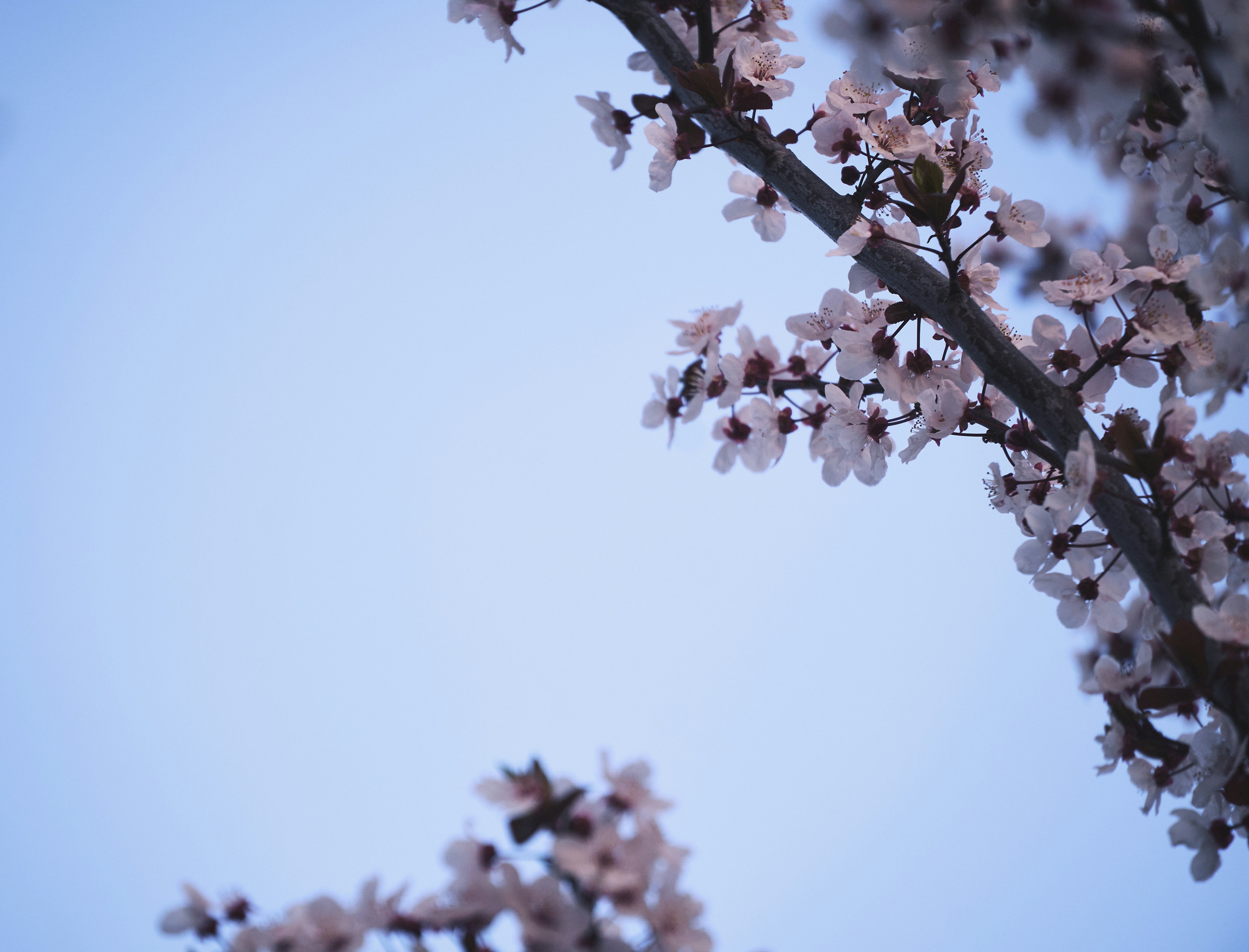 Crimson Petals Against a Clear Sky