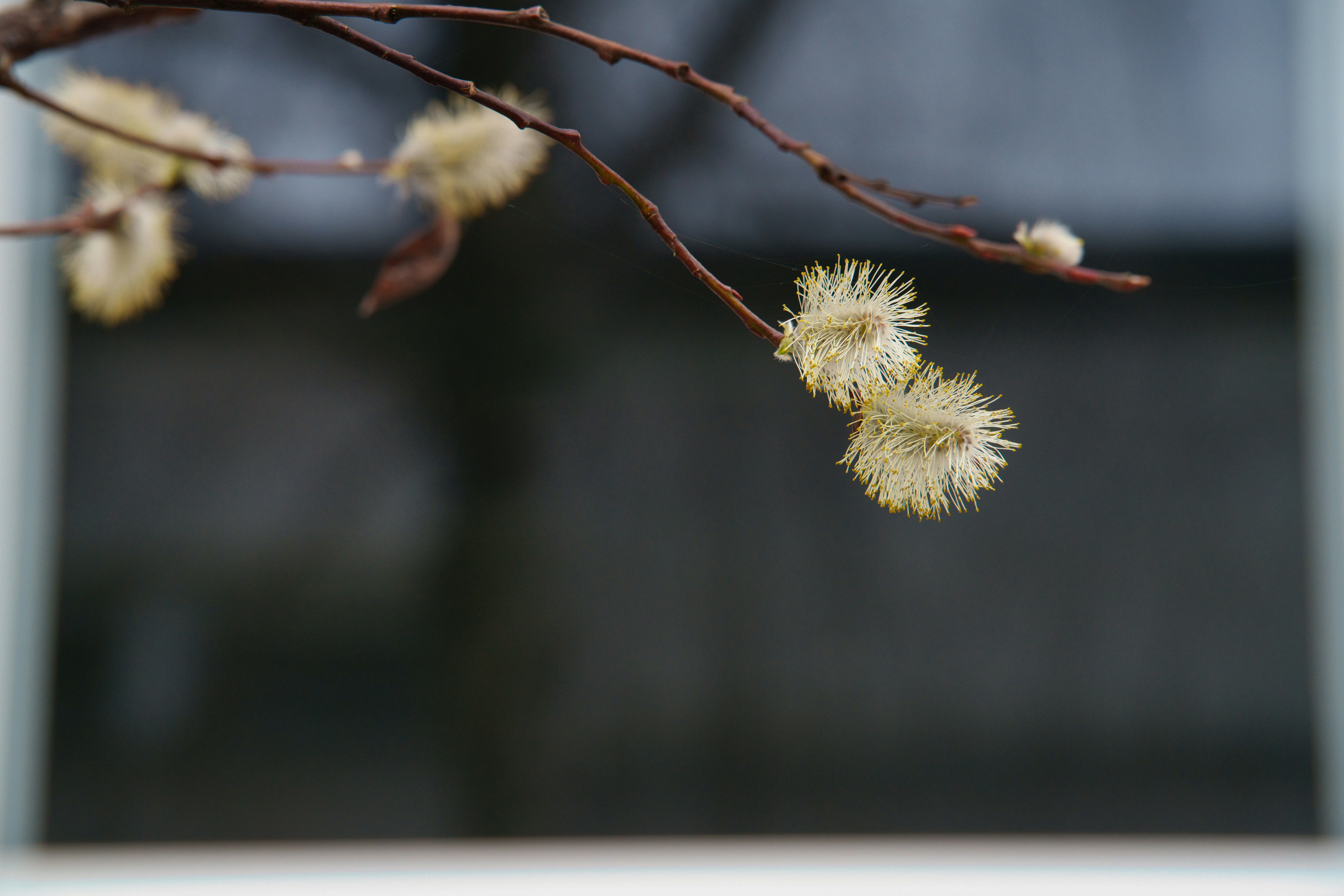 Soft catkins on a barren branch against a blurred backdrop