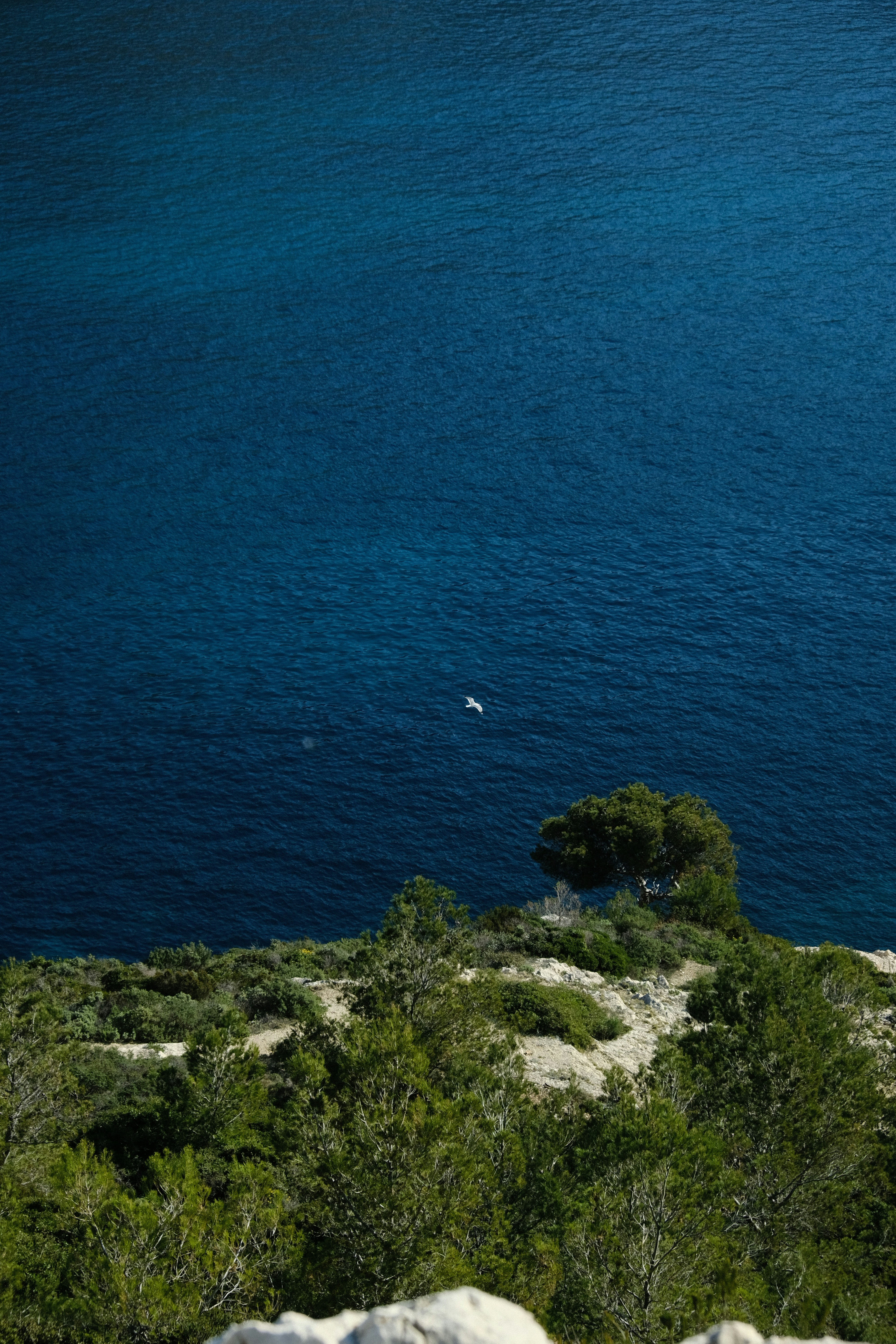 Seabird Above the Cliff: A Quiet Break in the Blue