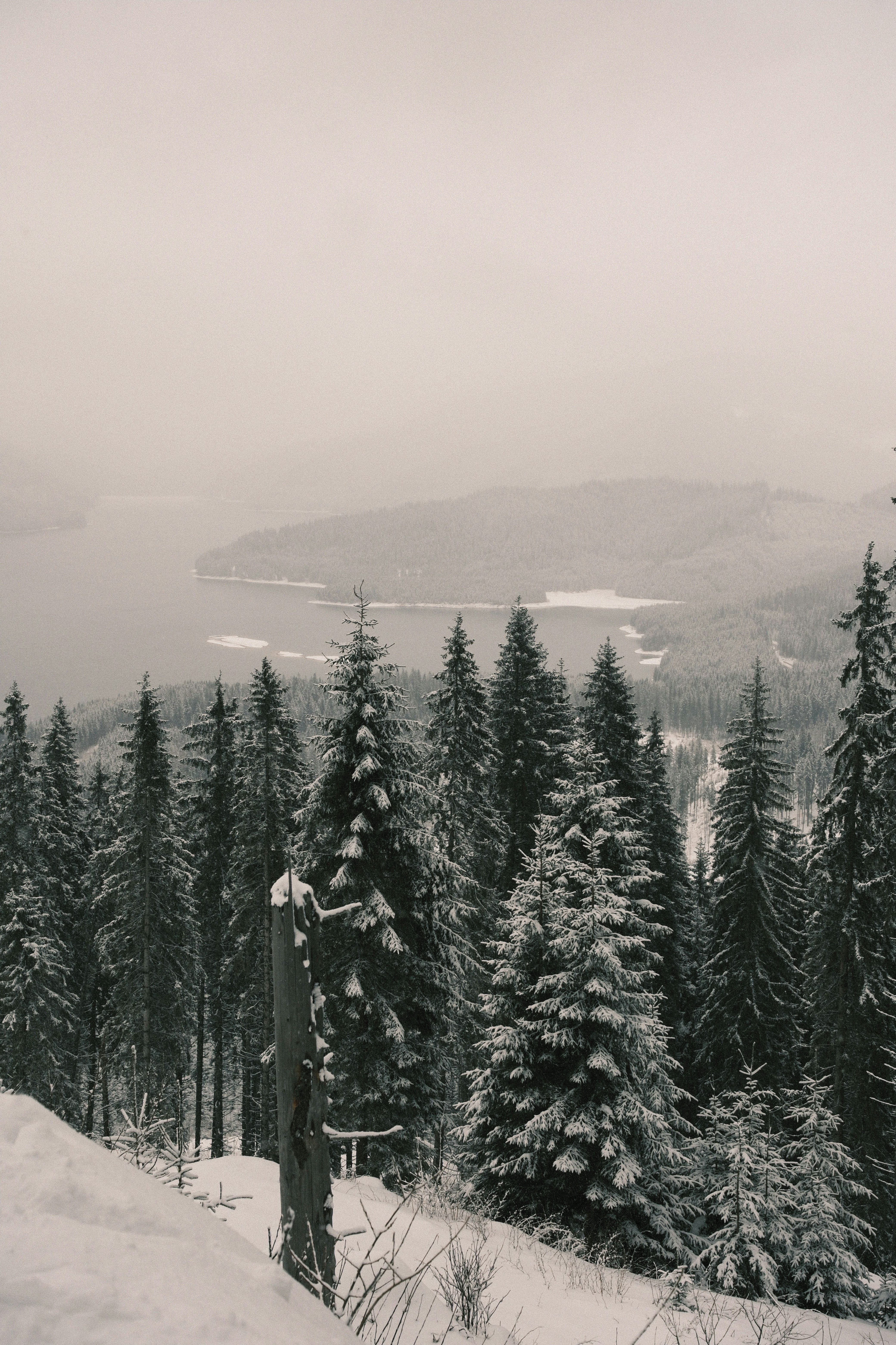 Snow Veil Over Evergreen Ridge