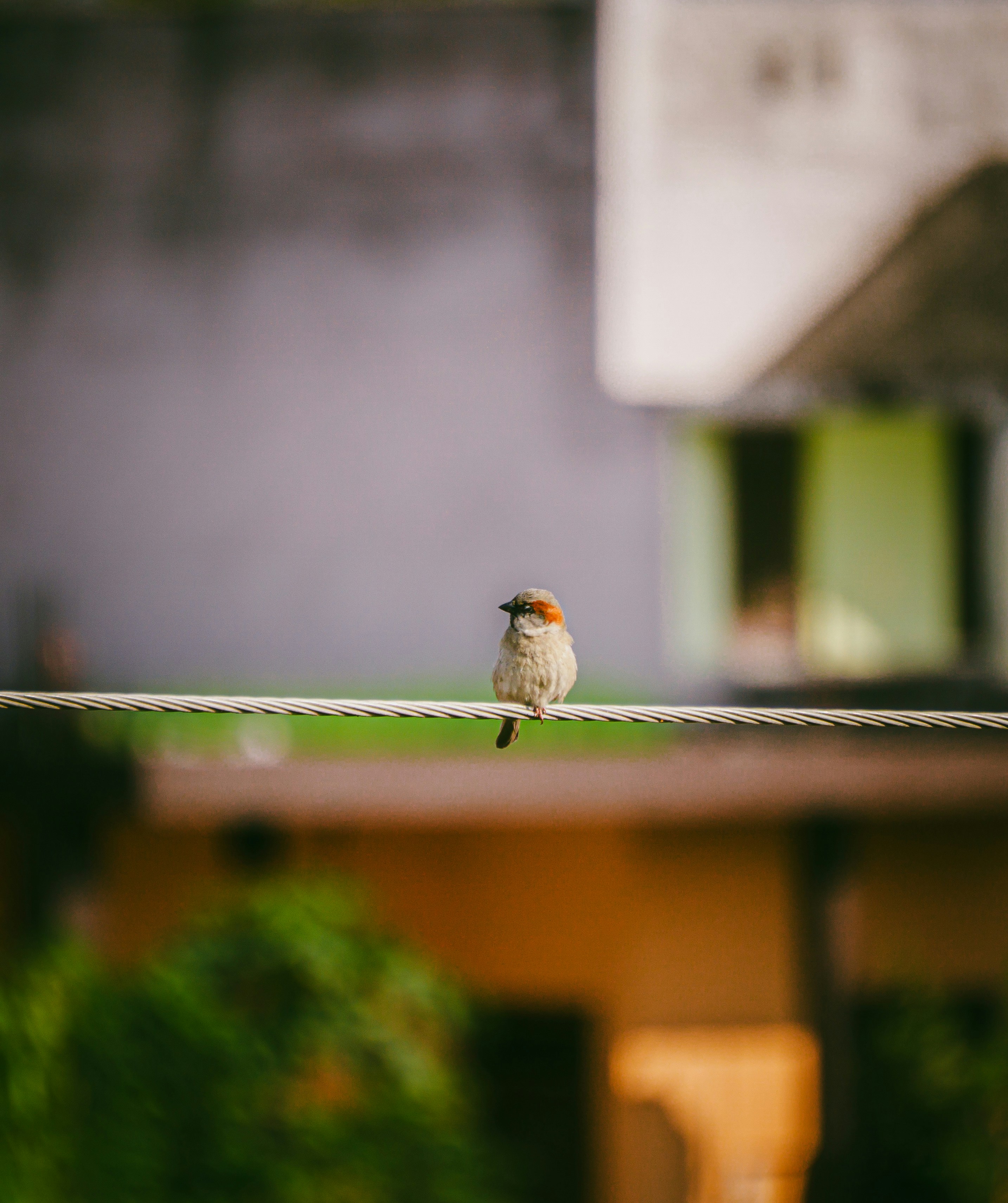 A tiny perched watcher: sparrow on a wire before a blurred courtyard