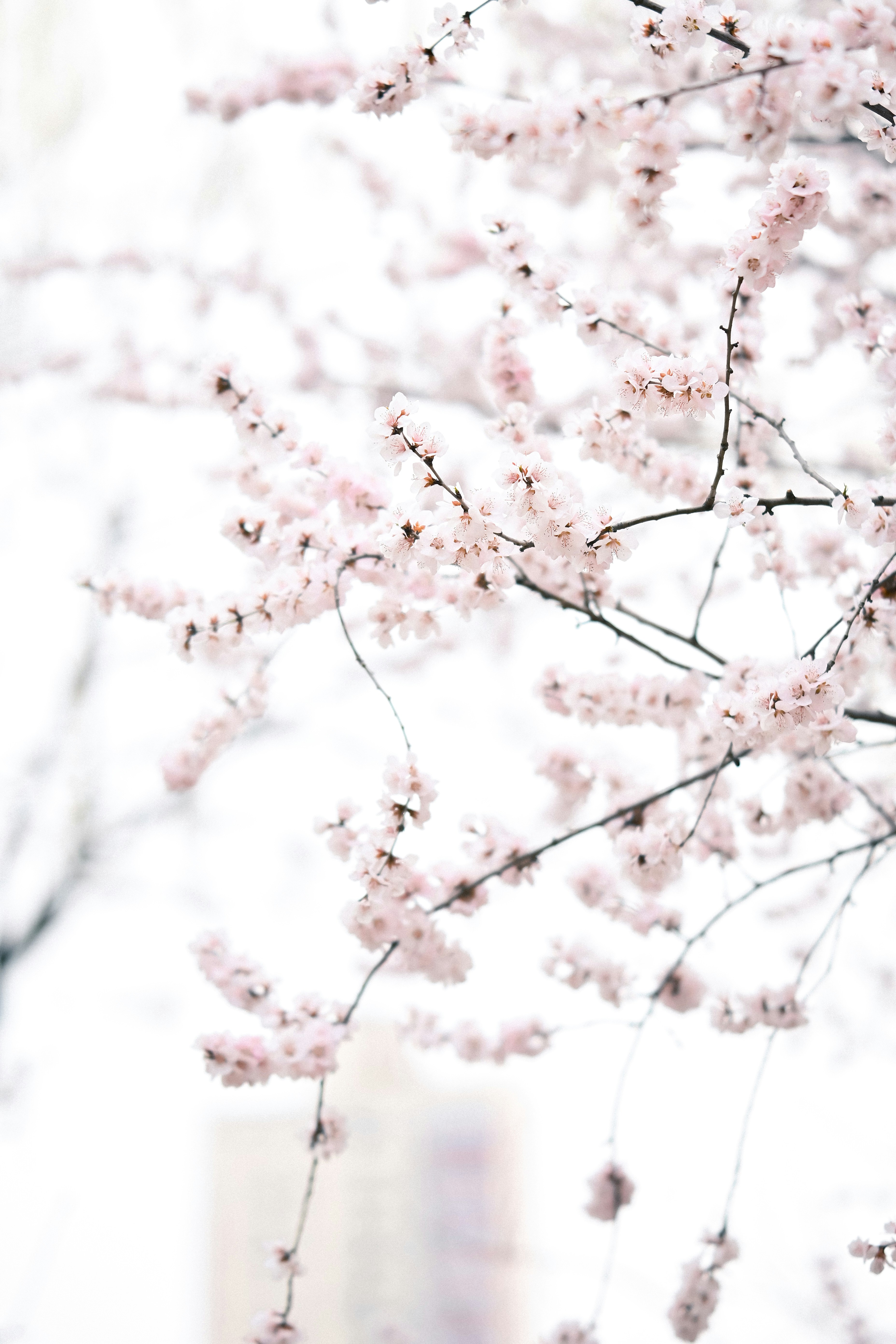 Blush Petals in Soft Focus: Sakura Veil Over an Urban Quiet