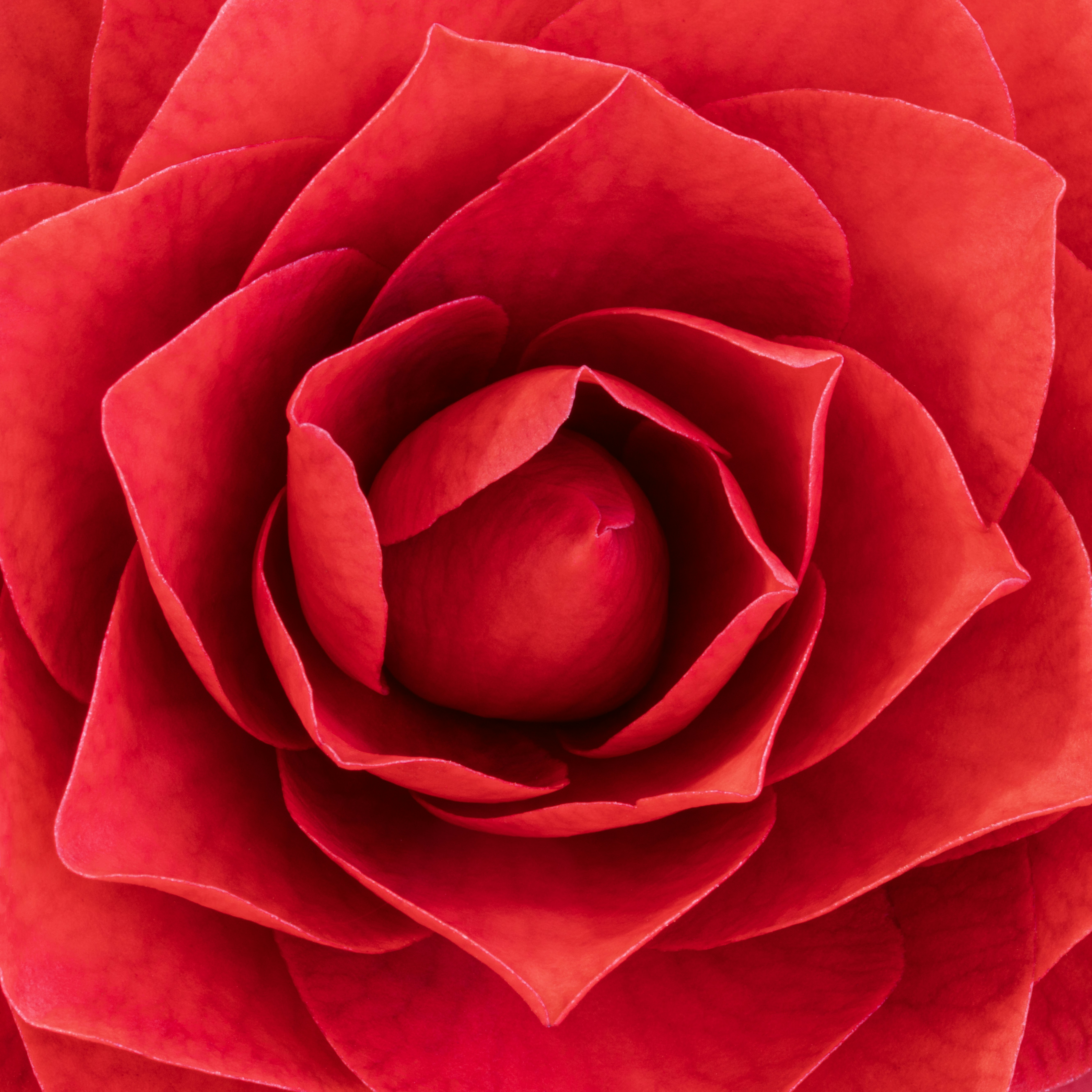 Central Bloom: A Close-Up of Crimson Petal Geometry