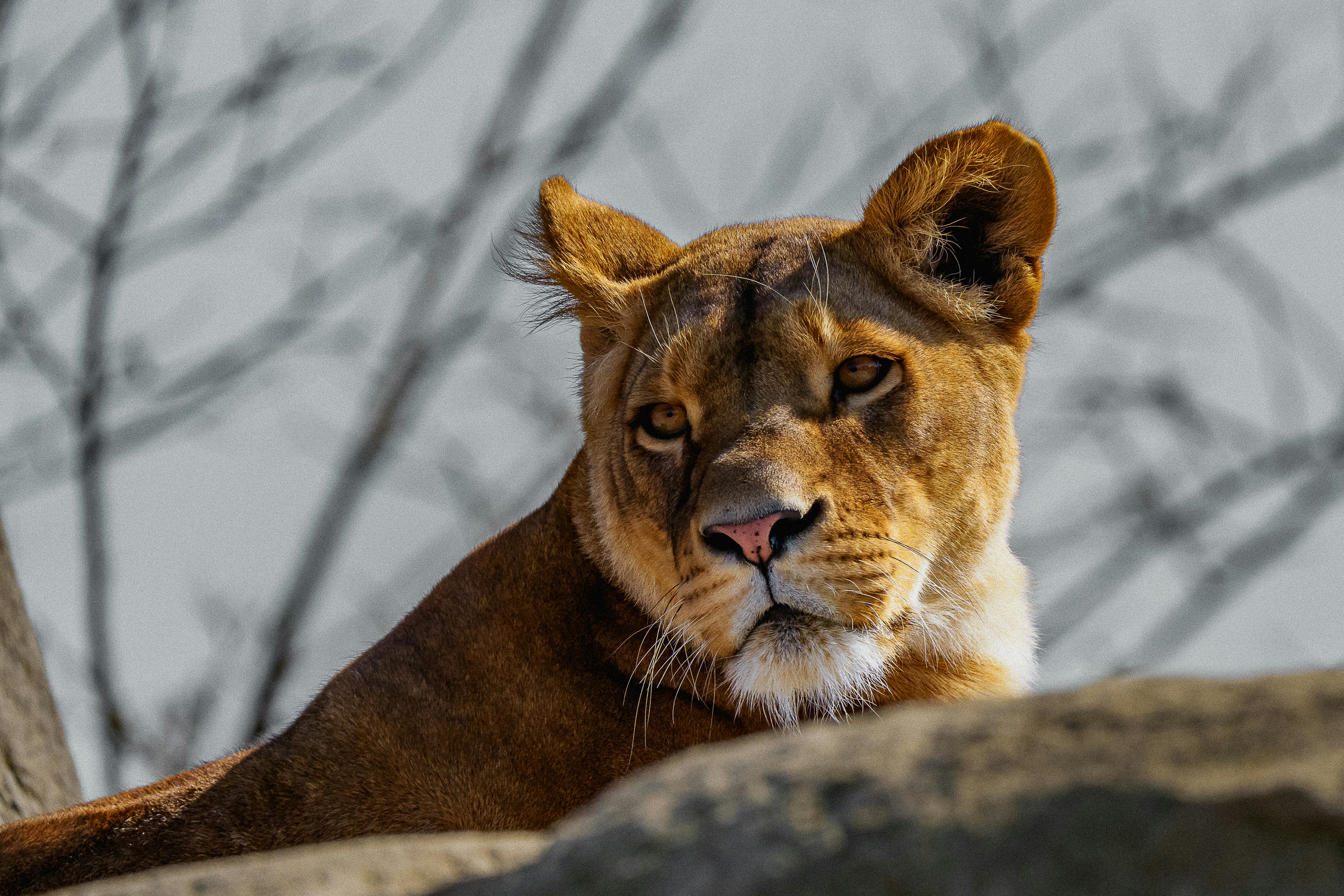 Lioness's Gaze: Quiet Confidence Across the Rock