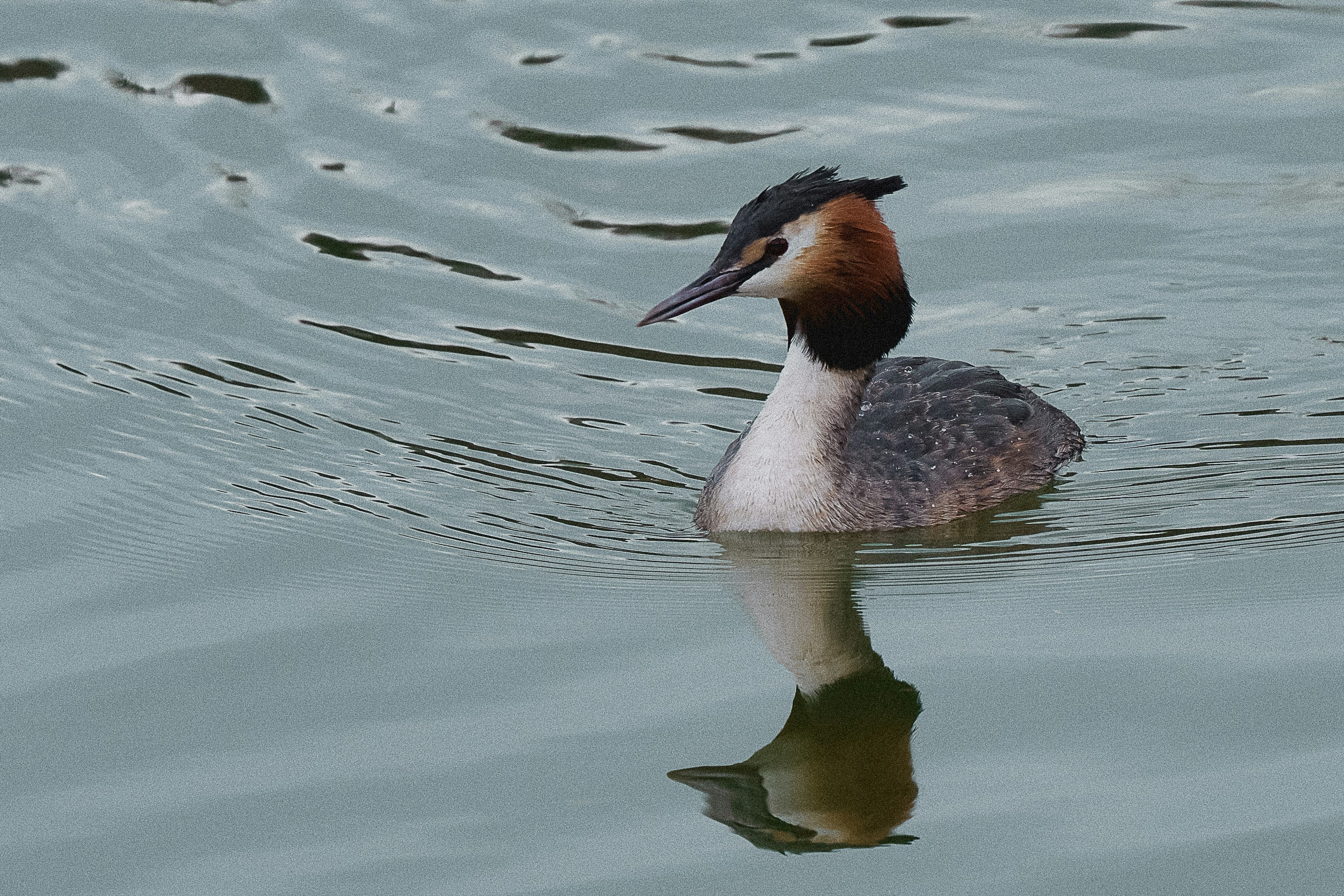 Crowned Grebe in calm waters with a reflective profile