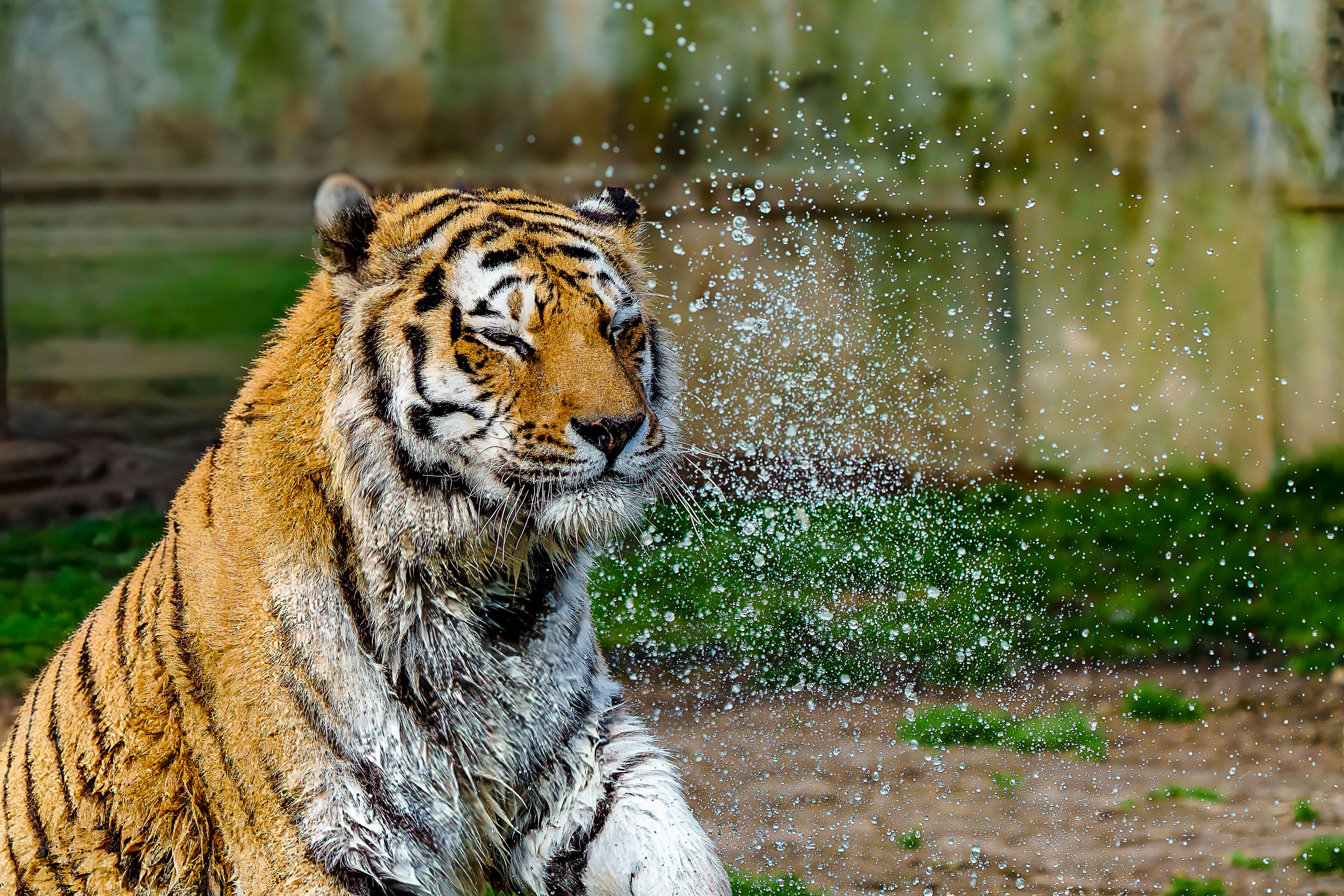 Tiger’s Moment: A Splash of Ferocity and Calm