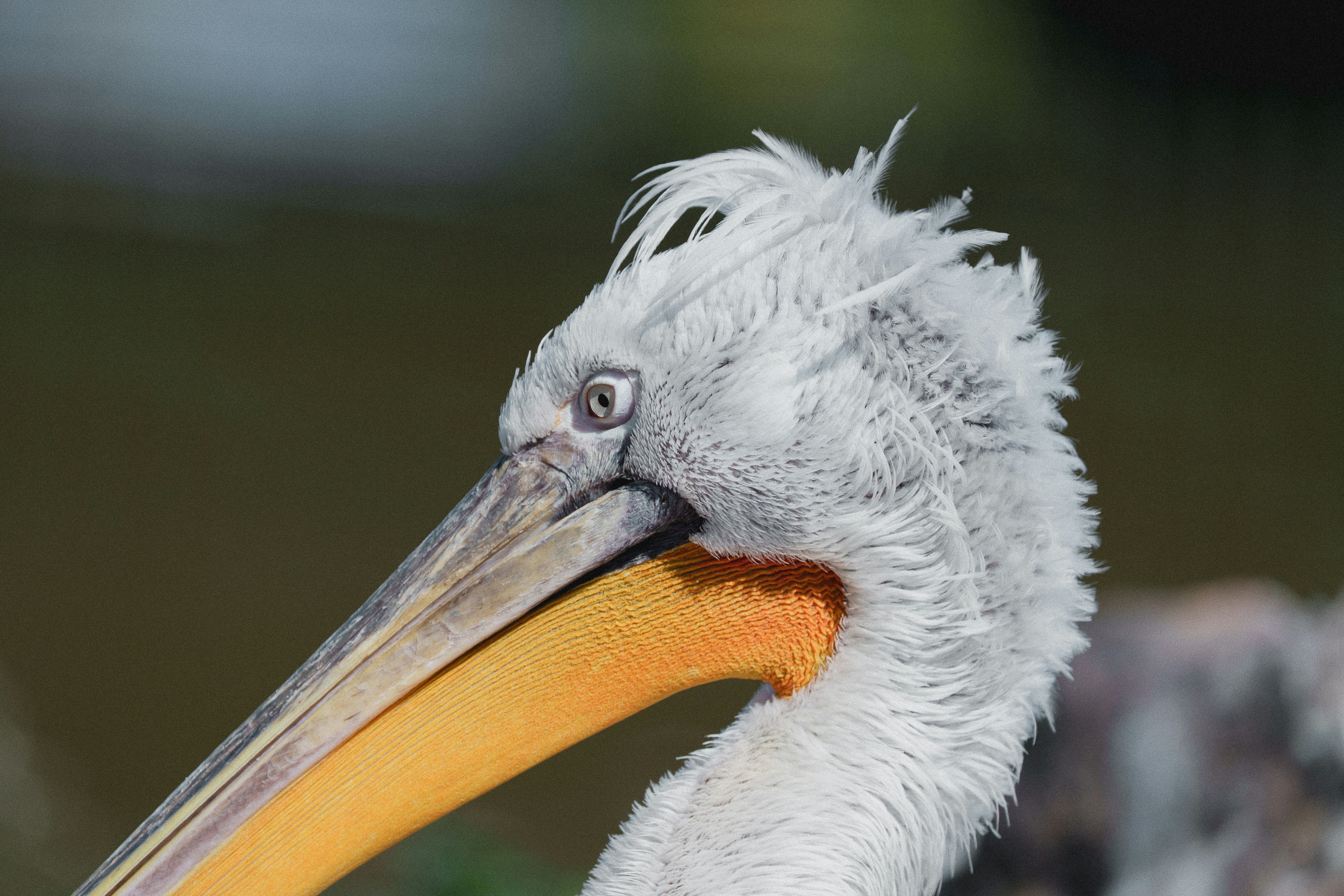 Close-up of a pelican's head: vivid orange beak and textured white plumage