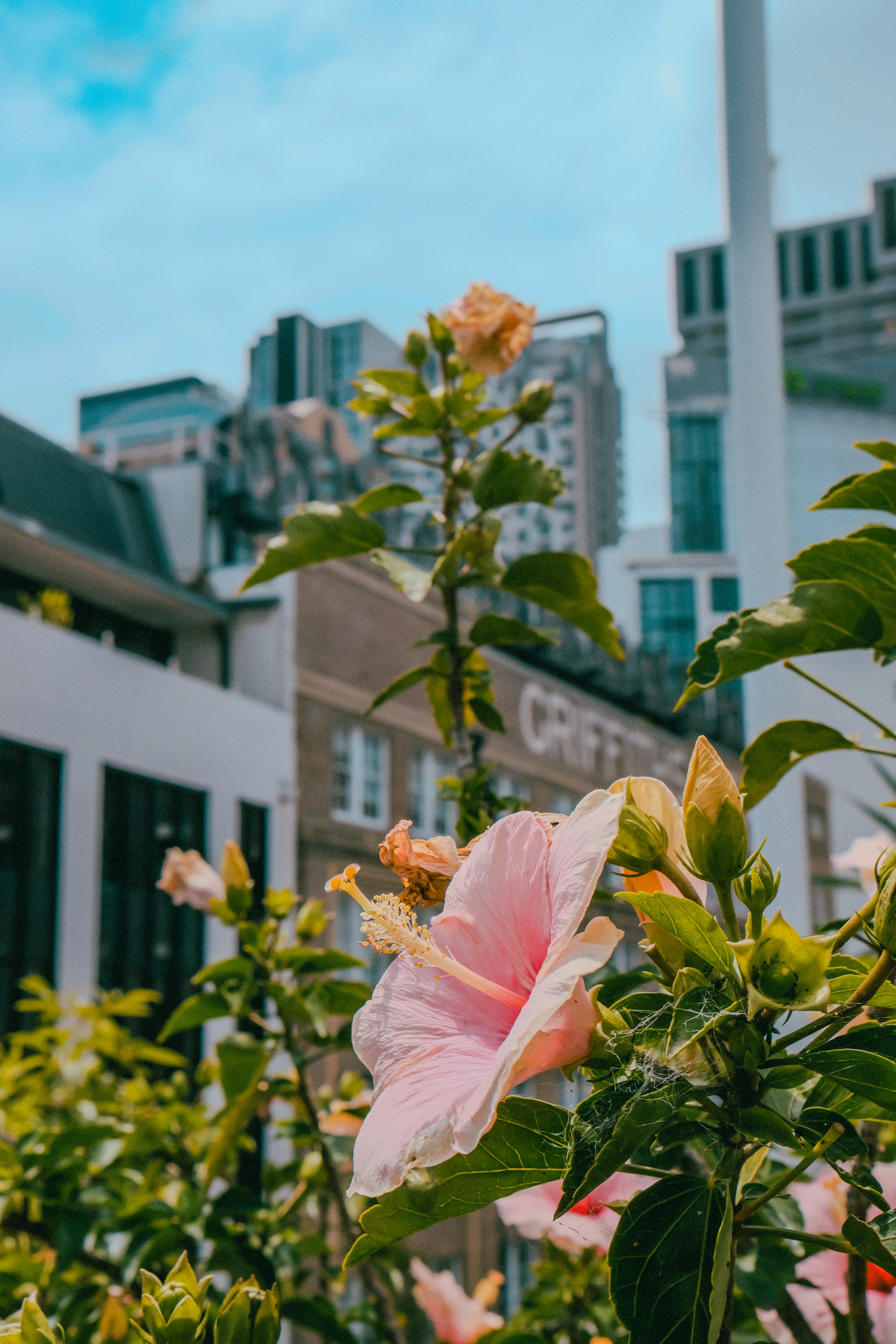 Flamingo Pink Hibiscus in Urban Wake