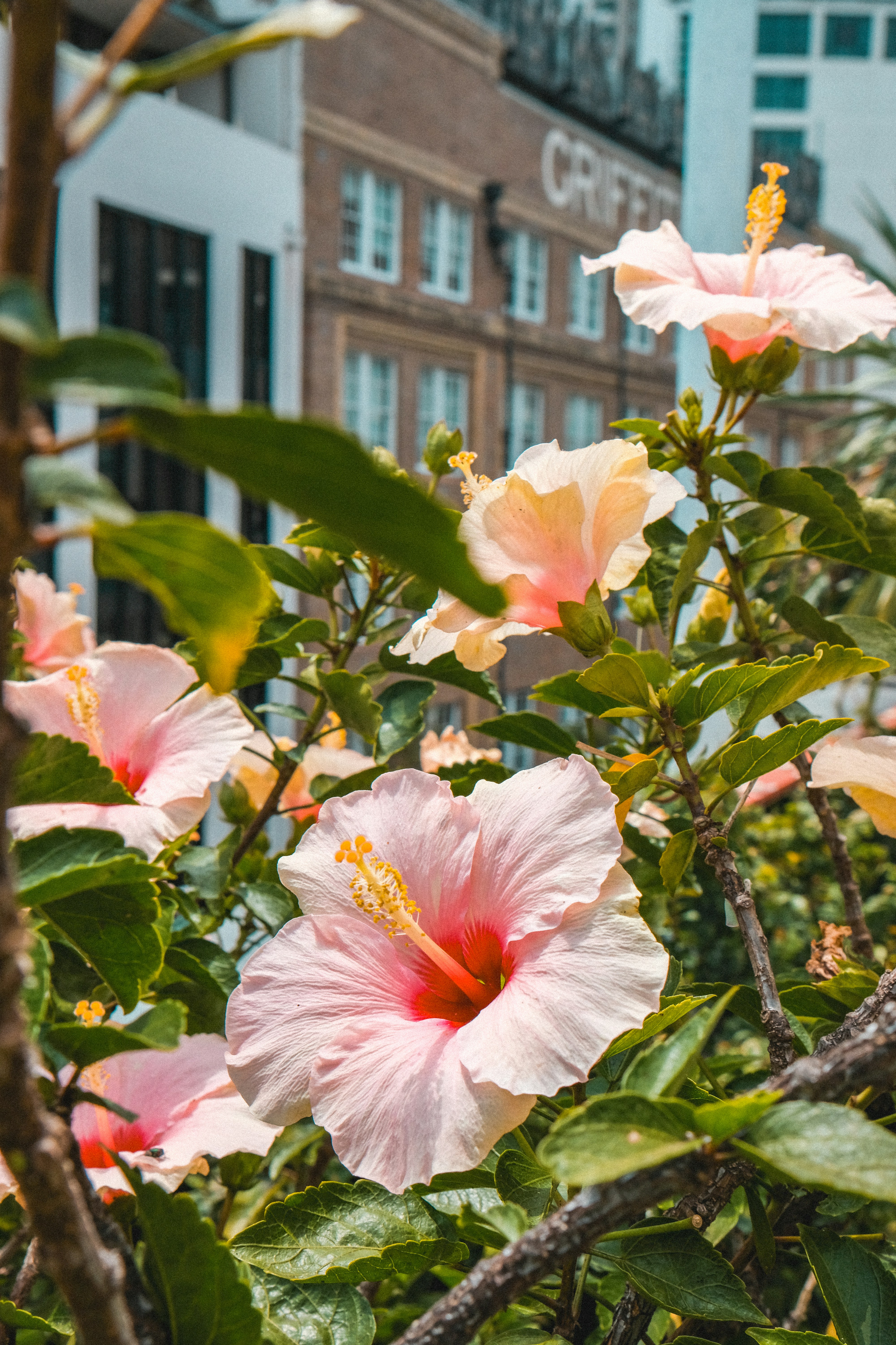 Pink hibiscus in urban greenery with building backdrop