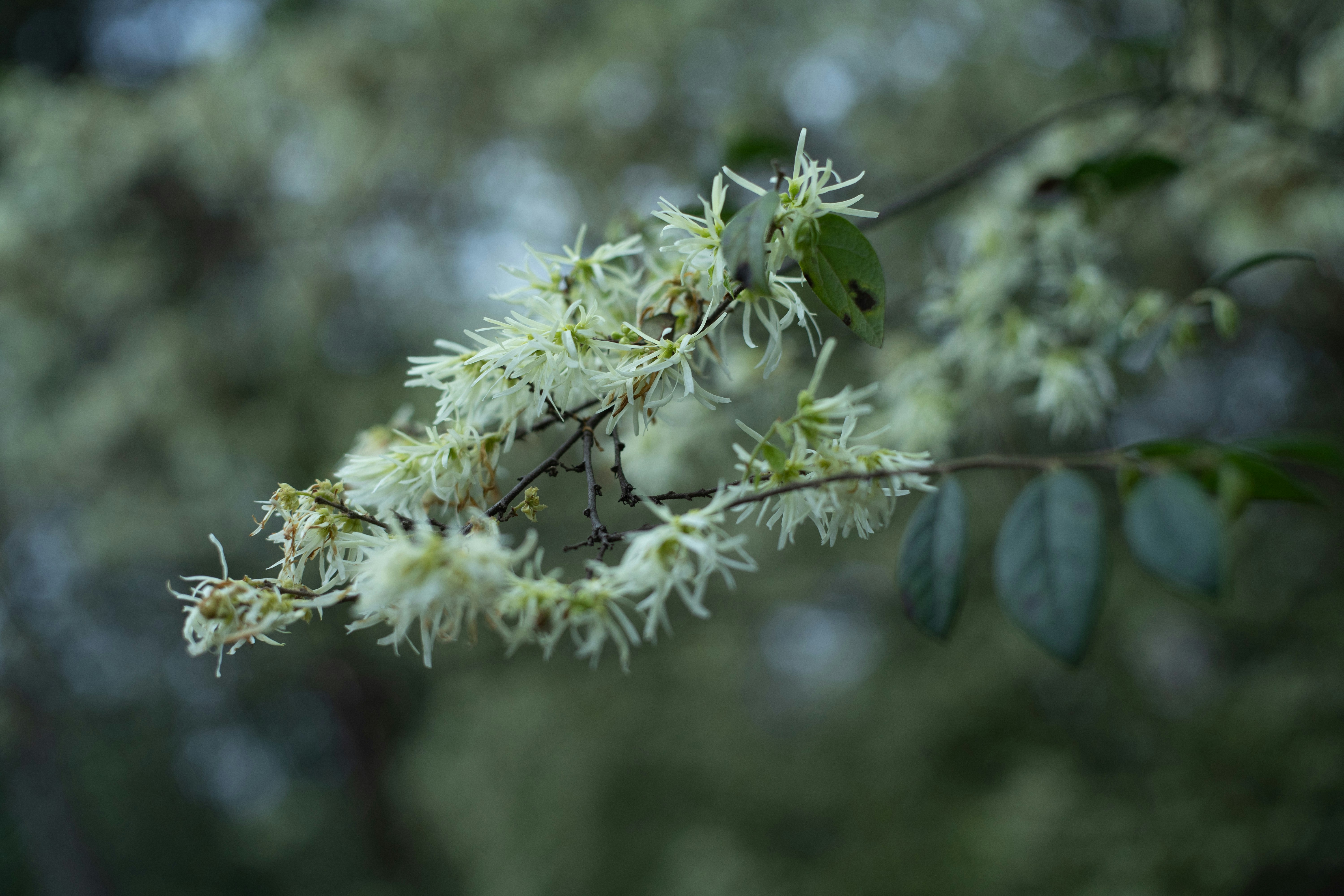 Whispering Blooms: Creamy Pineapple-Flower on a Quiet Branch