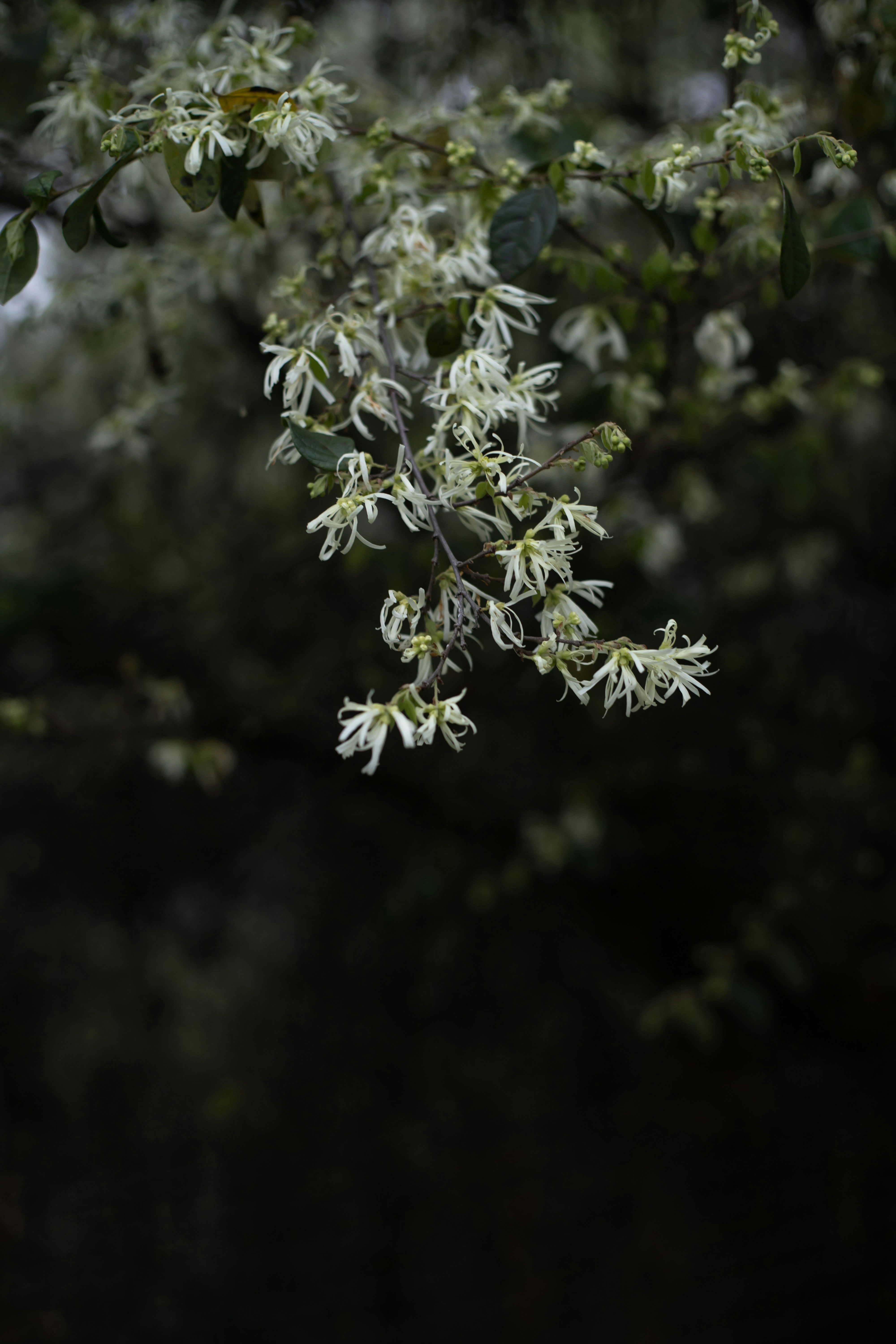 White cascading blossoms in soft, moody shade