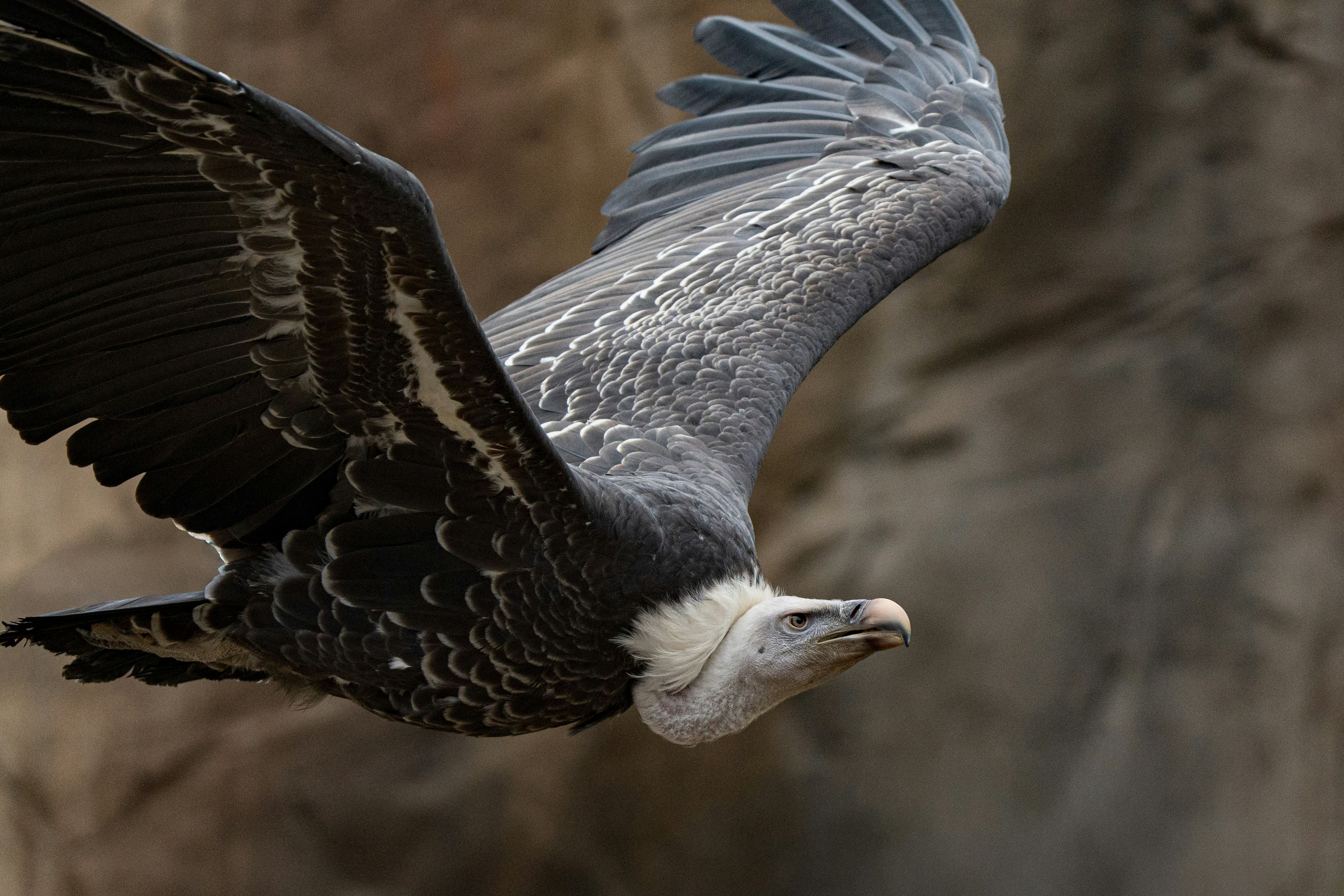 Raptor in Focus: A Bald Eagle Soars with a Grit of Wind
