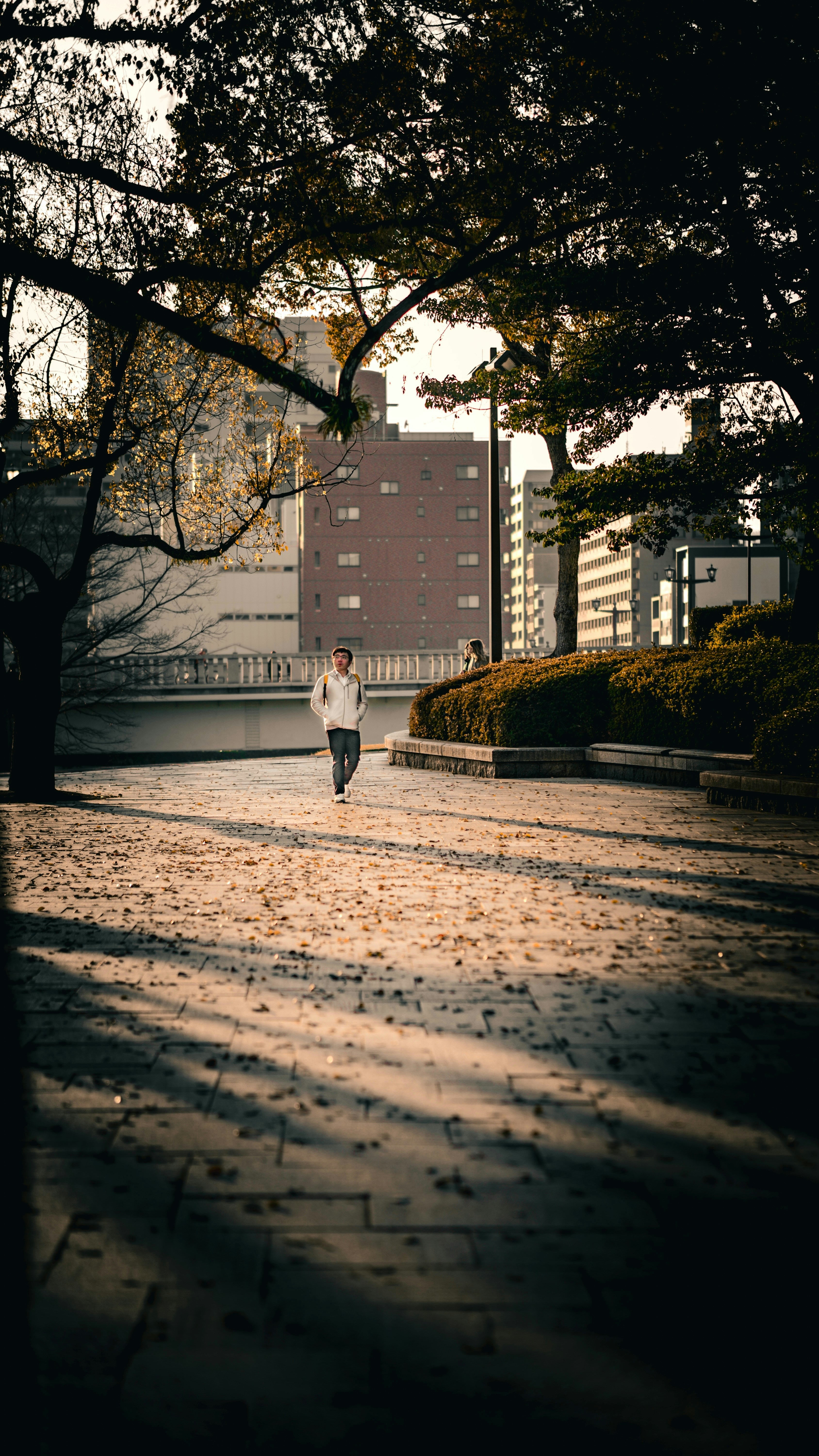 Runner under the urban canopy: autumn light and benches