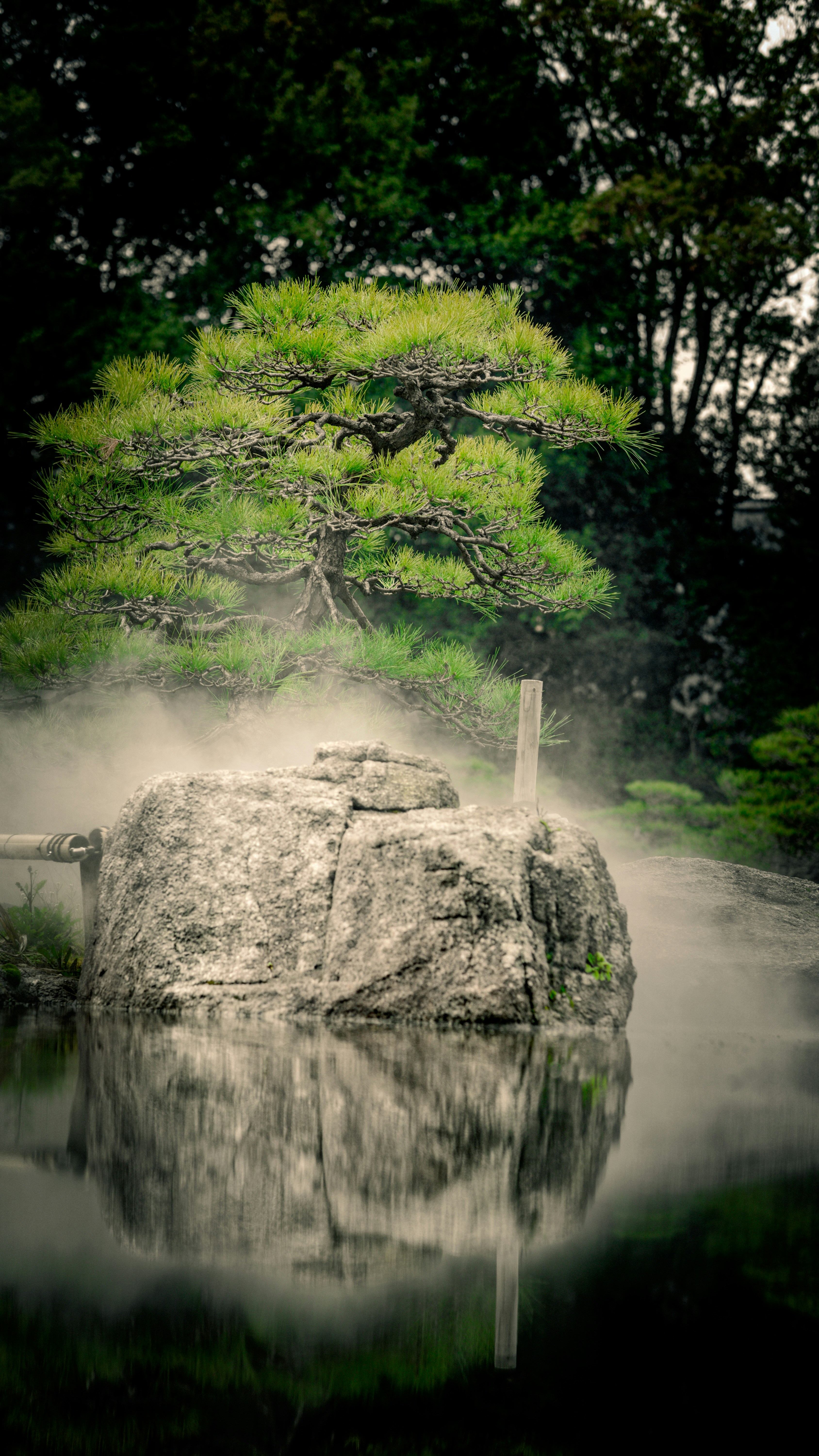 Mist-laced Bonsai on a Quiet Stone Island