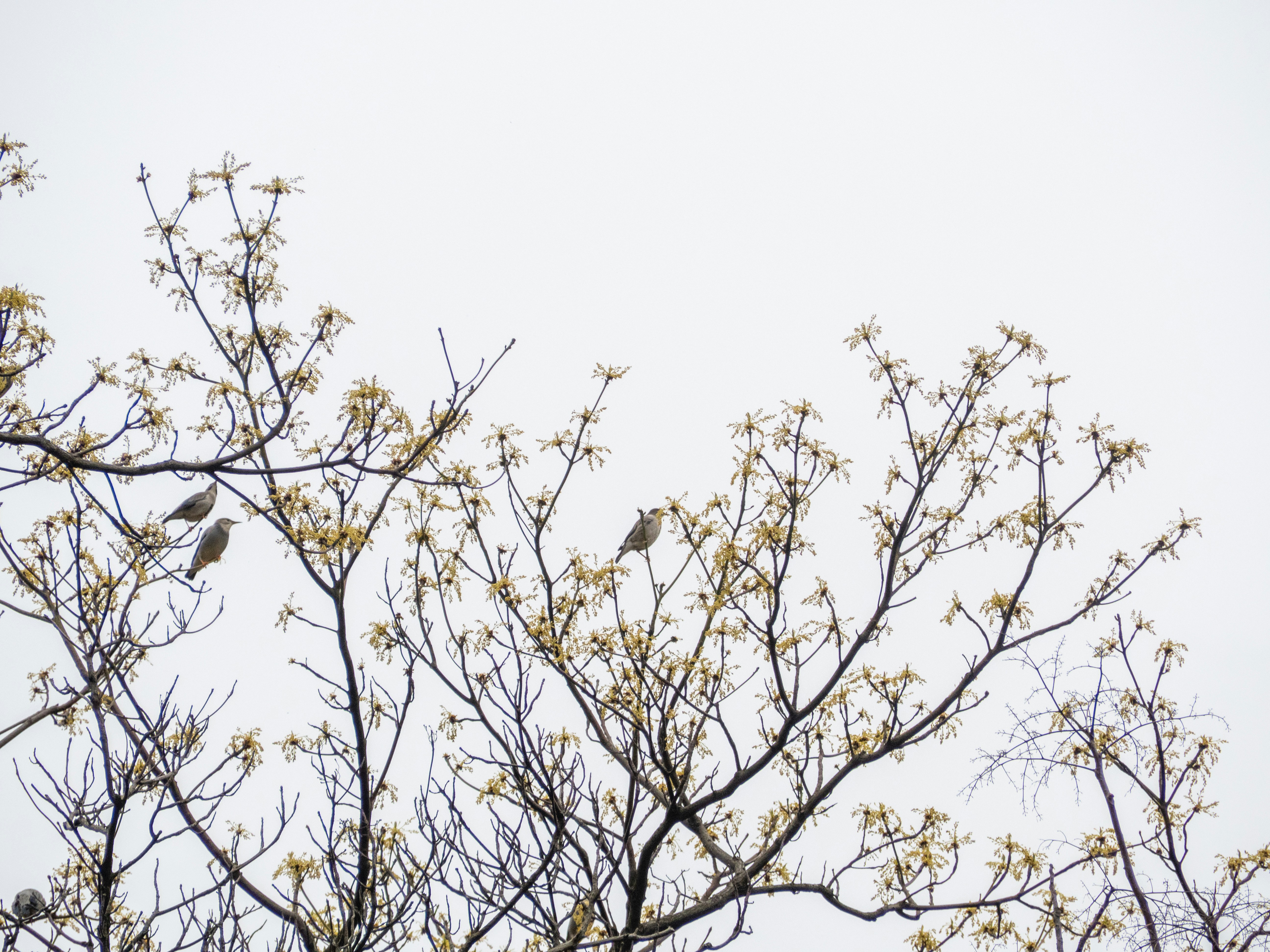 Branching Quietude: Sunlit Spars in a Pale Sky