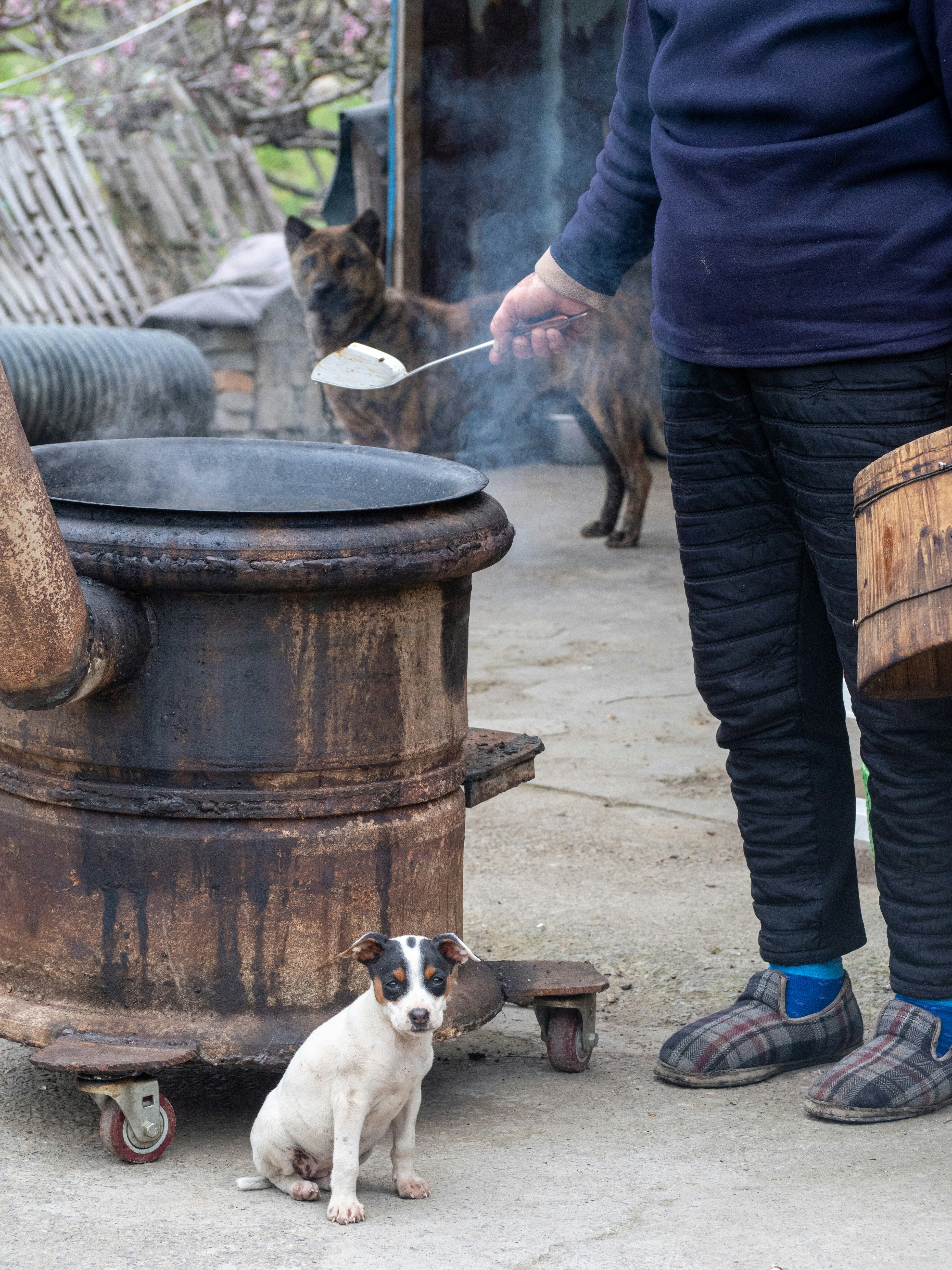 Steam and Snout: A Puppy Watches the Fire