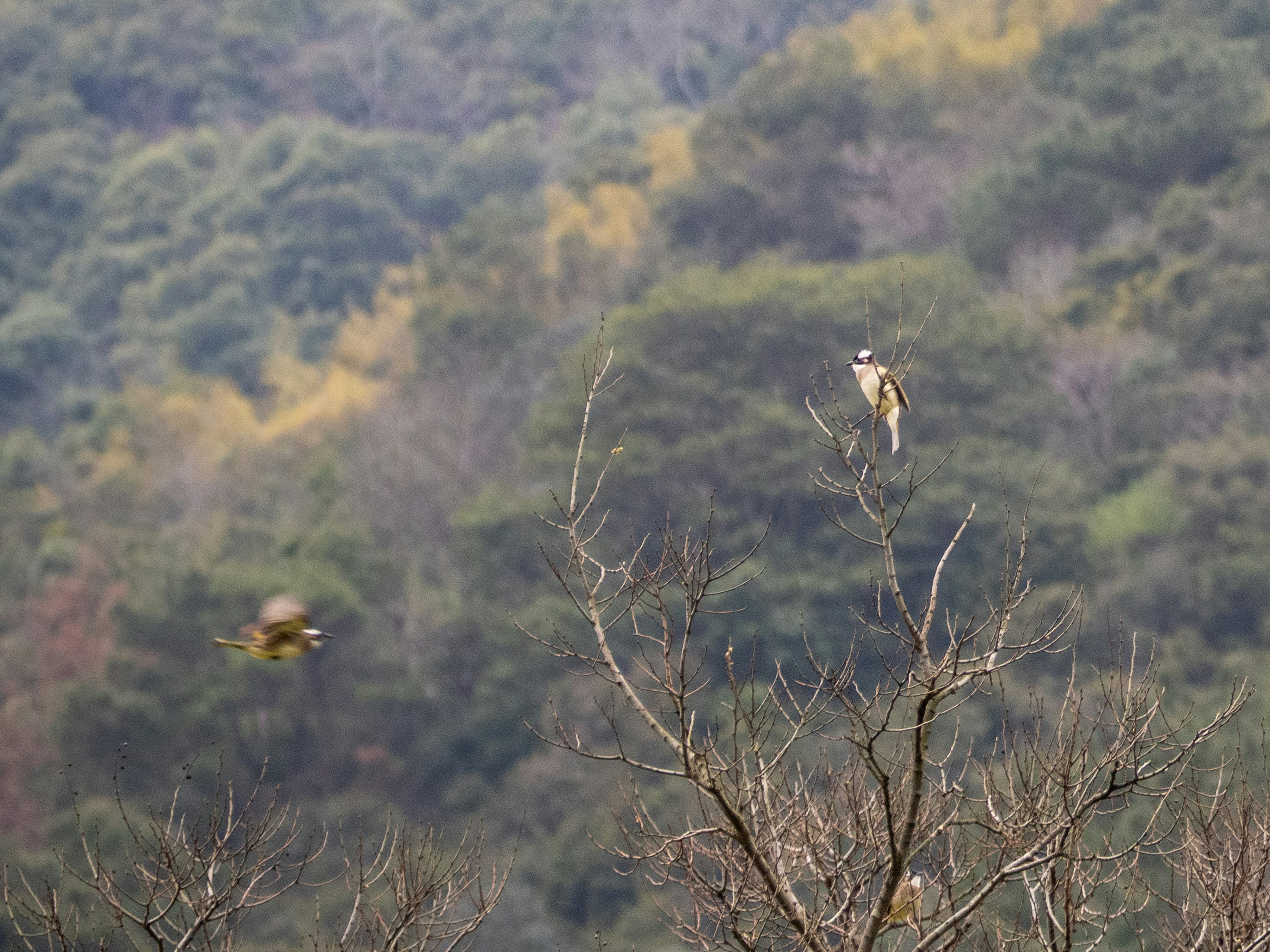 Spotlit Buds in Flight: A Pair of Birds Against a Quiet Forest