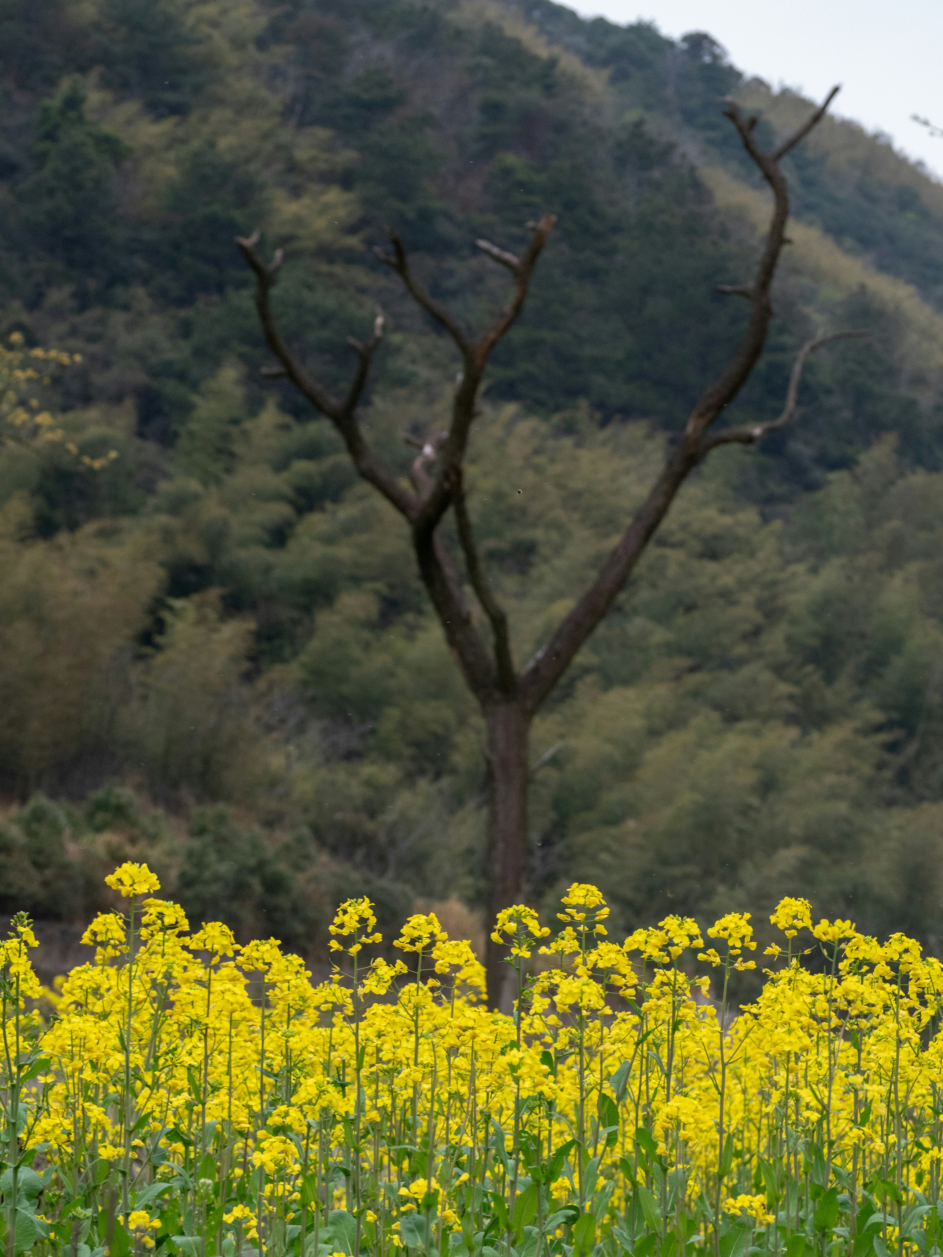 Withered Tree Framed by a Field of Gold Blossoms